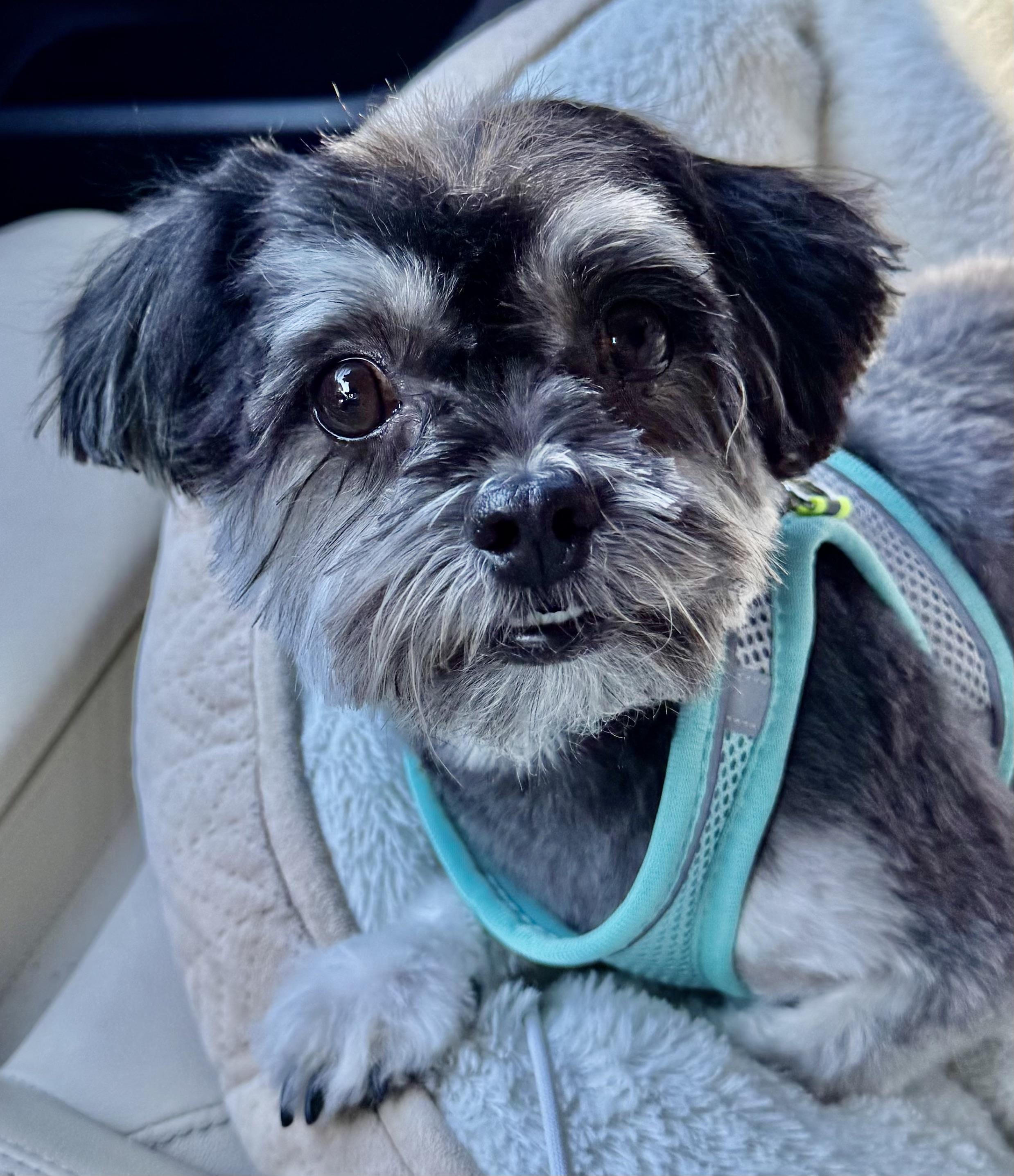 Dog for adoption - Papi Savor, a Yorkie Poo in Plano, TX | Petfinder