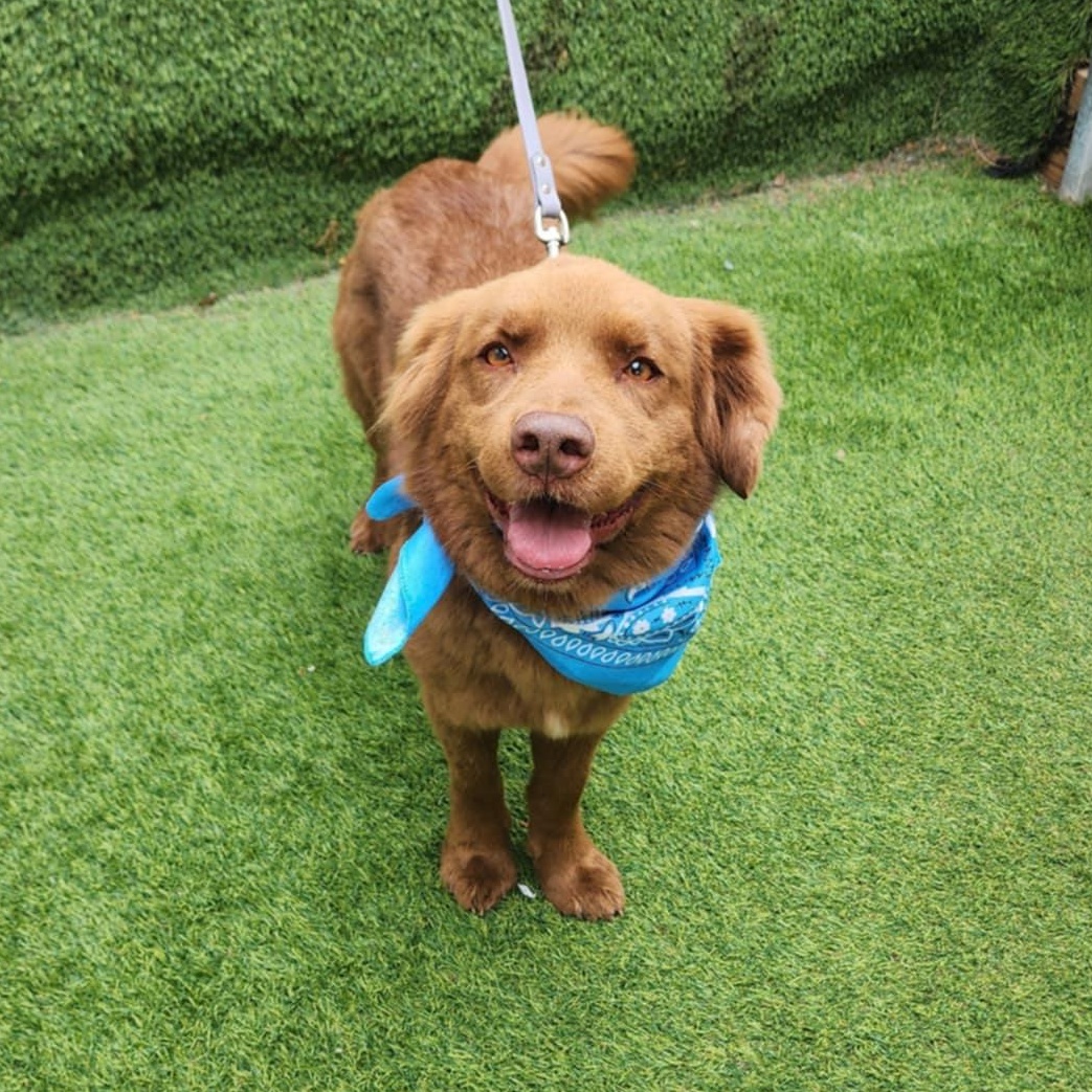 Dog for adoption - Jax, a Labrador Retriever in Seattle, WA | Petfinder