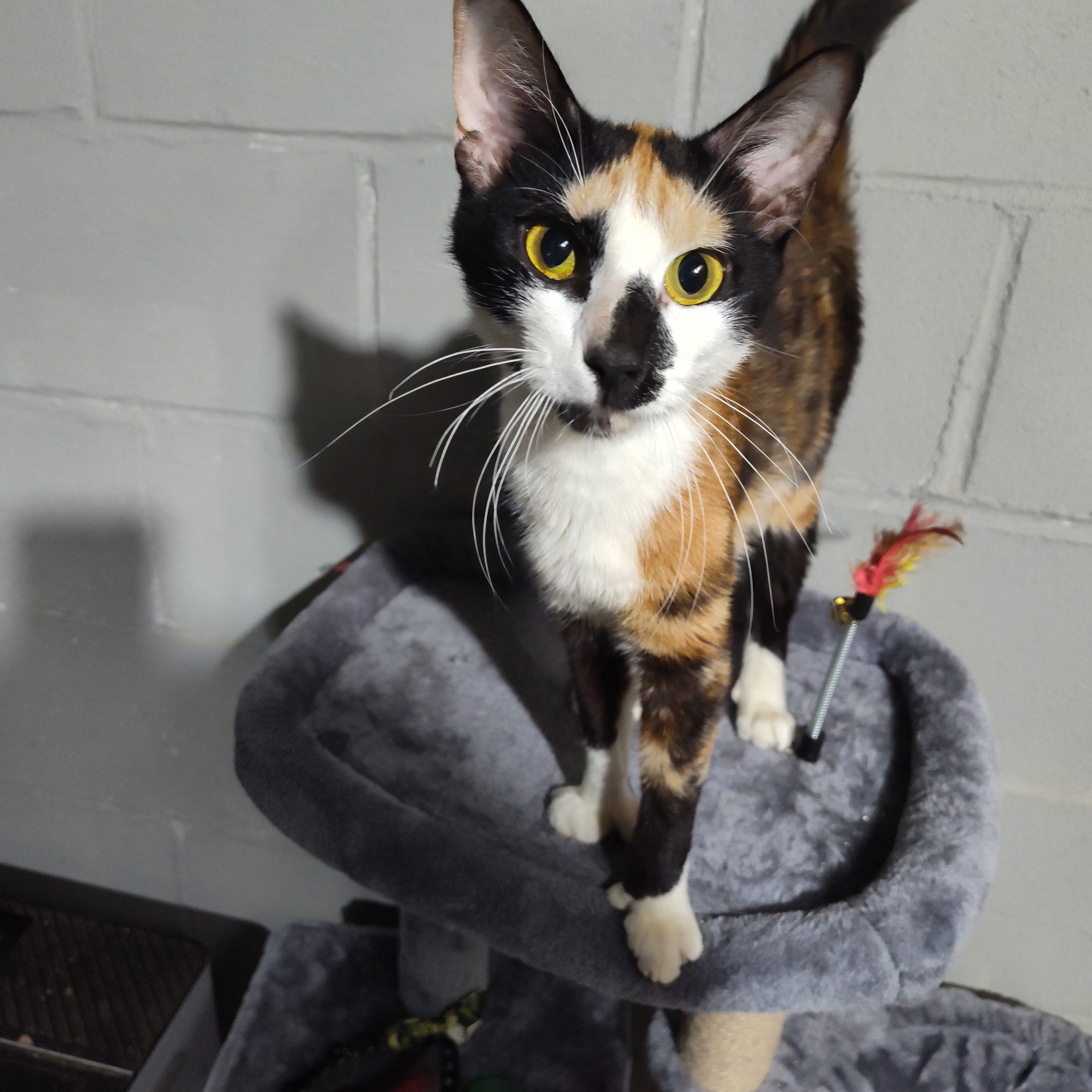 Cat for adoption - Blossom, a Calico & Extra-Toes Cat / Hemingway ...