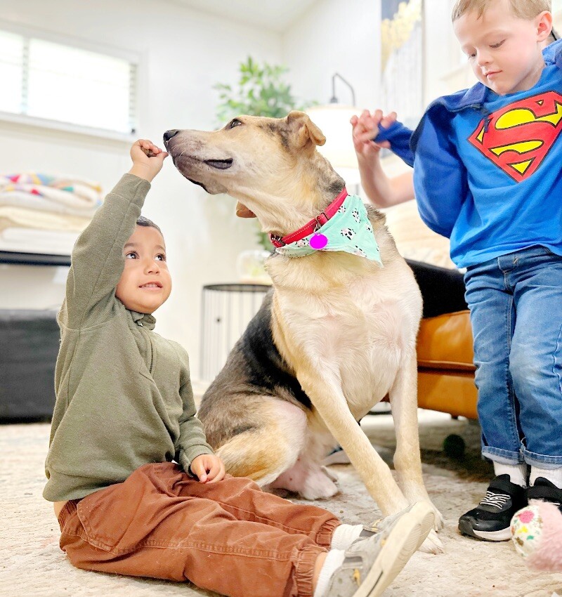 Dog for adoption - Zane Easy Snuggly Boy, a Shepherd & Anatolian ...