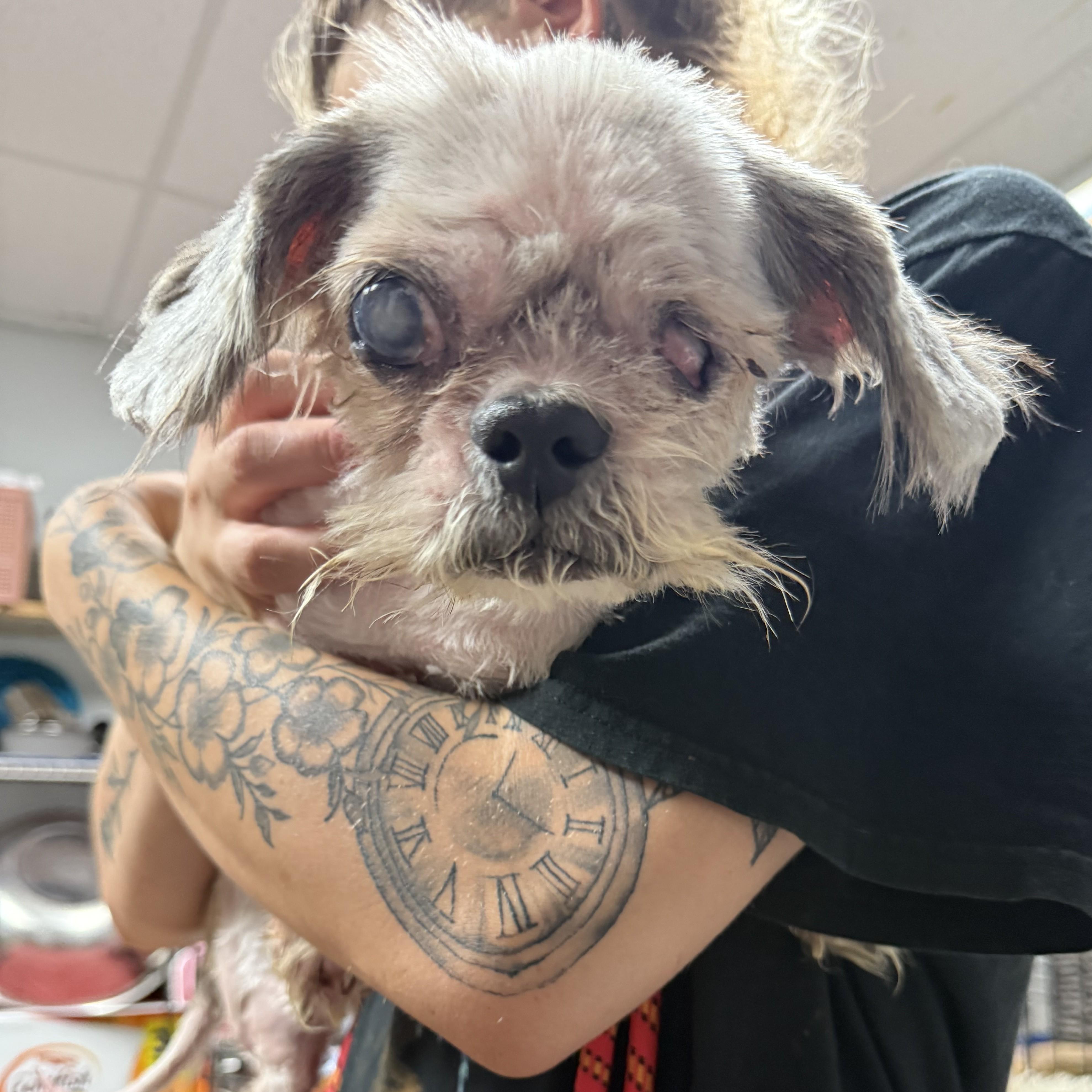 Dog for adoption - Grandpa Miller, a Shih Tzu Mix in Boothbay, ME ...