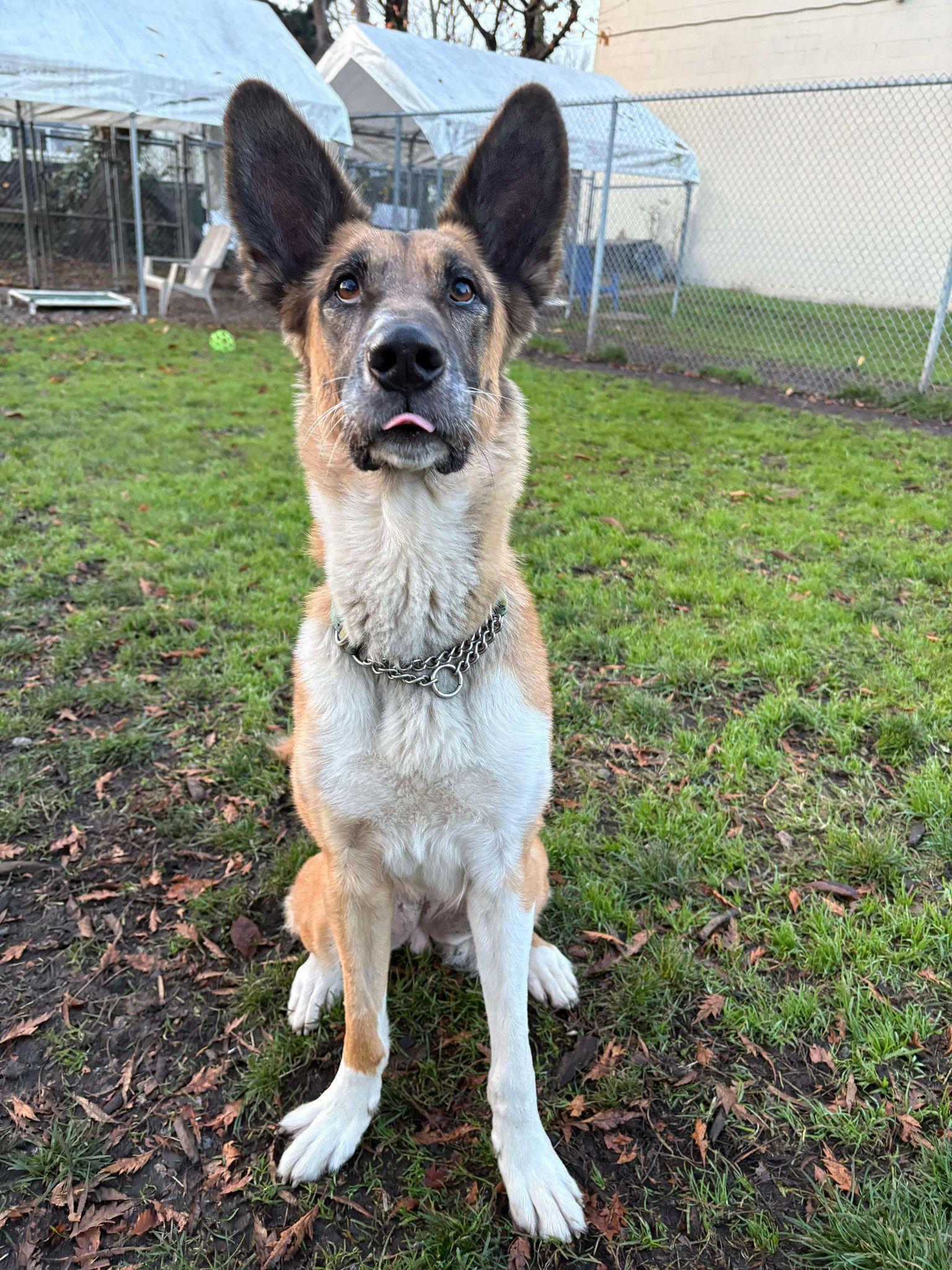 Dog for adoption - Ellie, a German Shepherd Dog & Collie Mix in ...