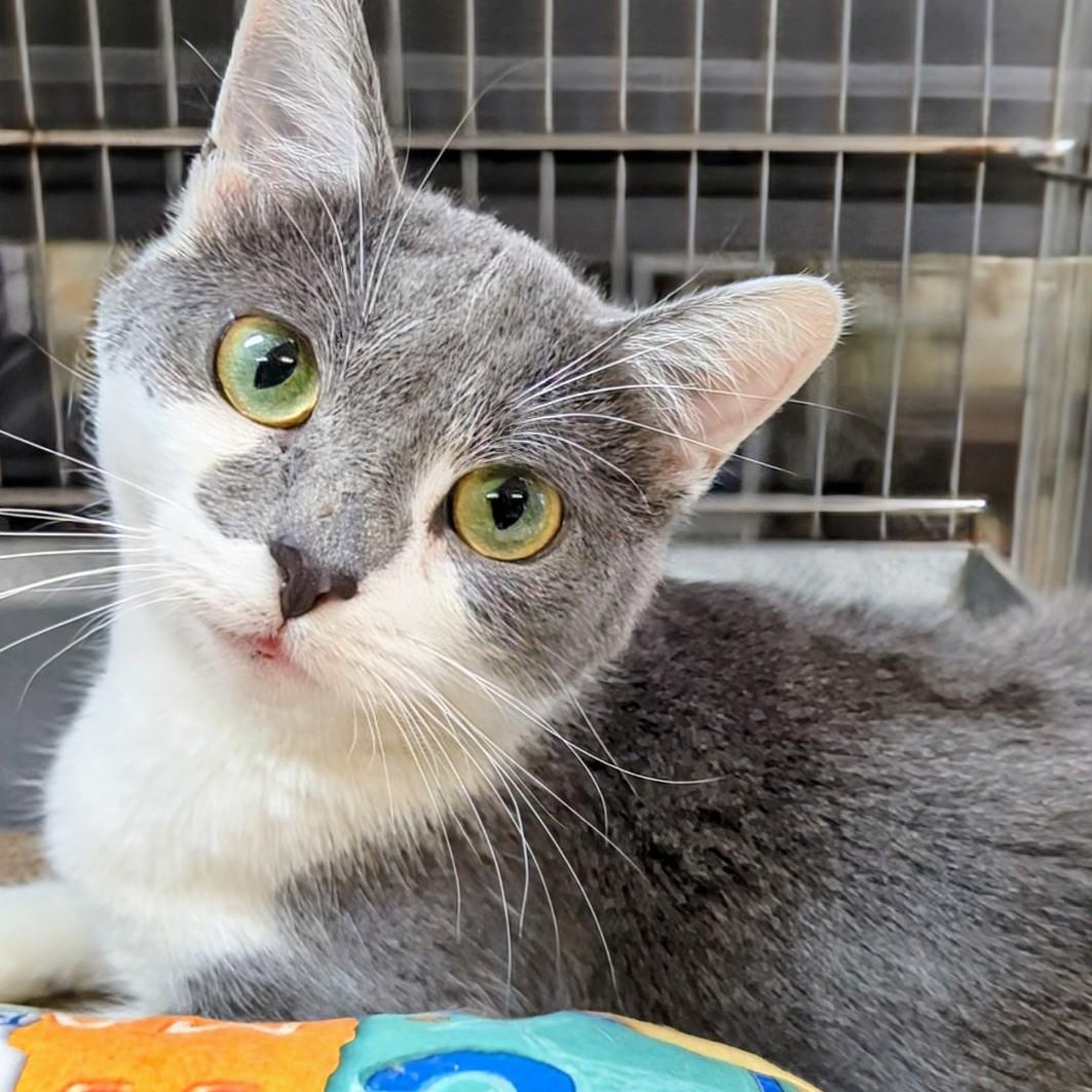 Cat for adoption - Frogger, a Domestic Short Hair in West Jefferson, OH ...