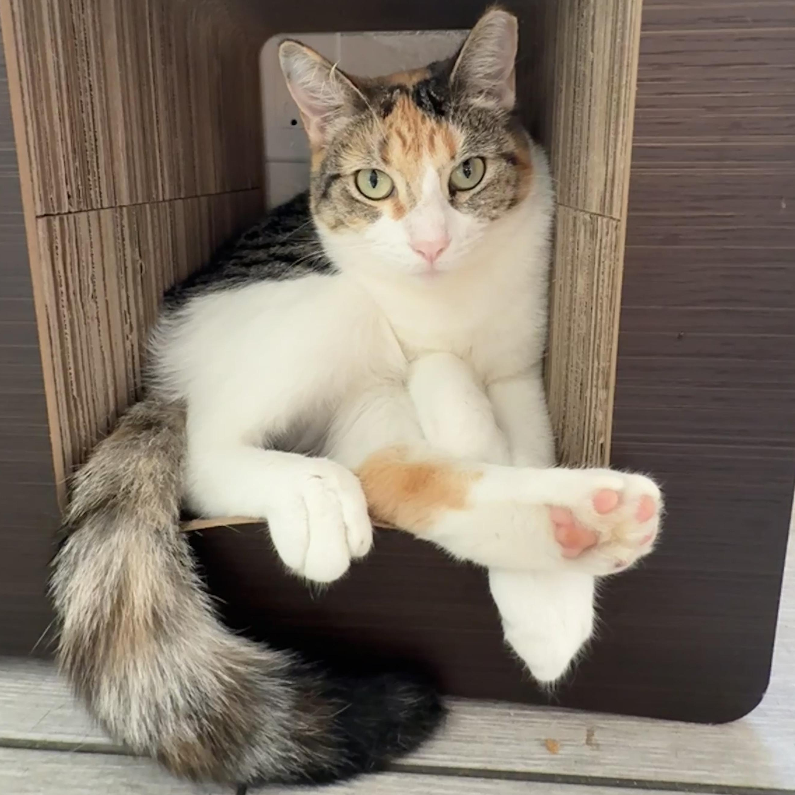 Cat for adoption - Chloe, a Calico & Domestic Short Hair Mix in ...