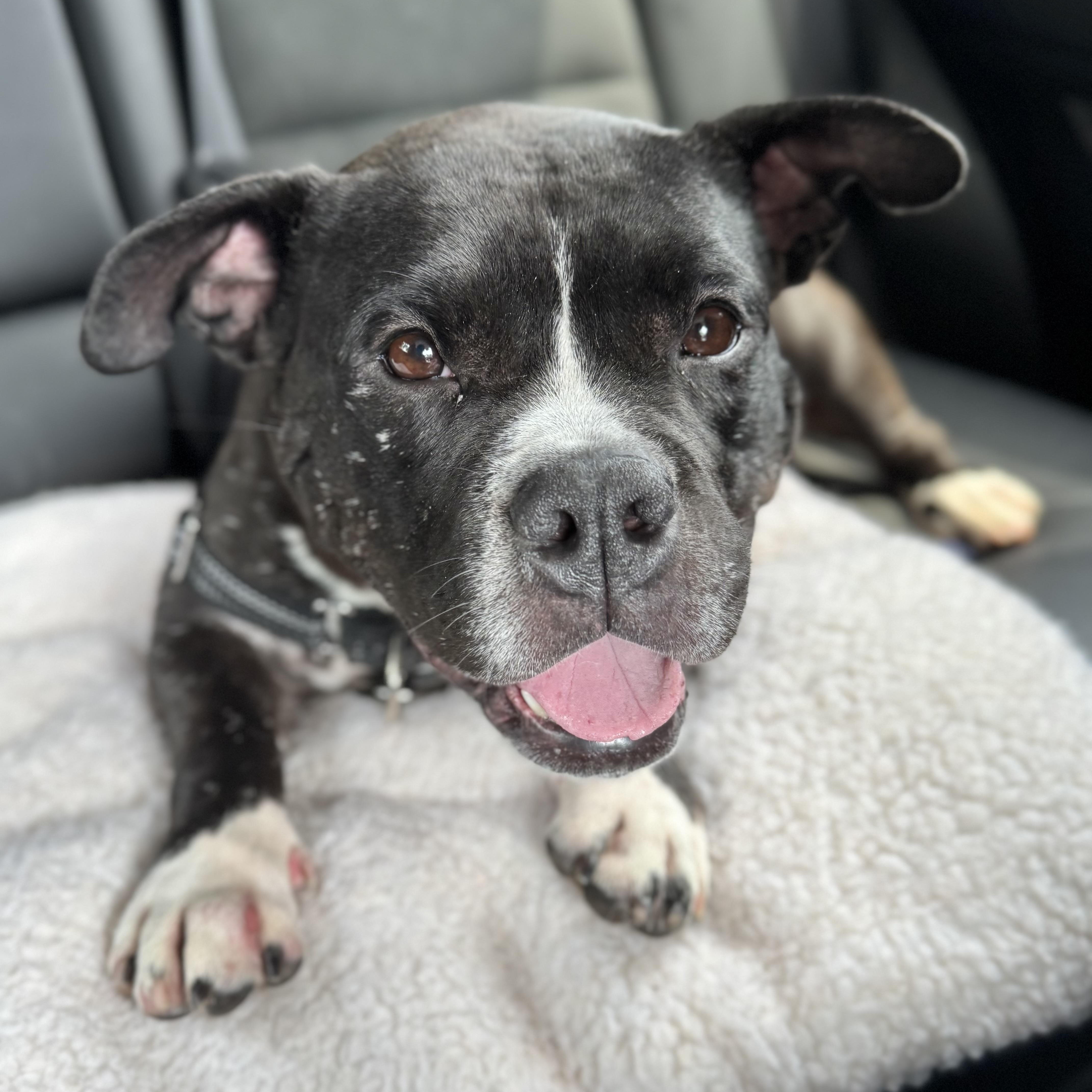 Dog for adoption - Smidge, a Bulldog Mix in Chevy Chase, MD | Petfinder