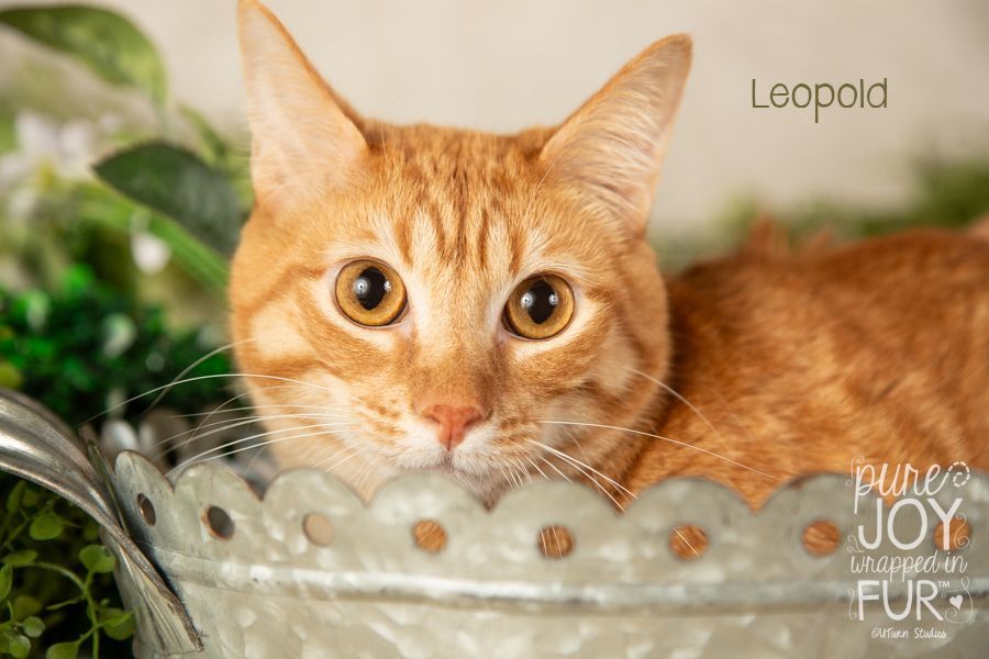 Cat for adoption - LINUS & LEOPOLD, a Domestic Short Hair in ...