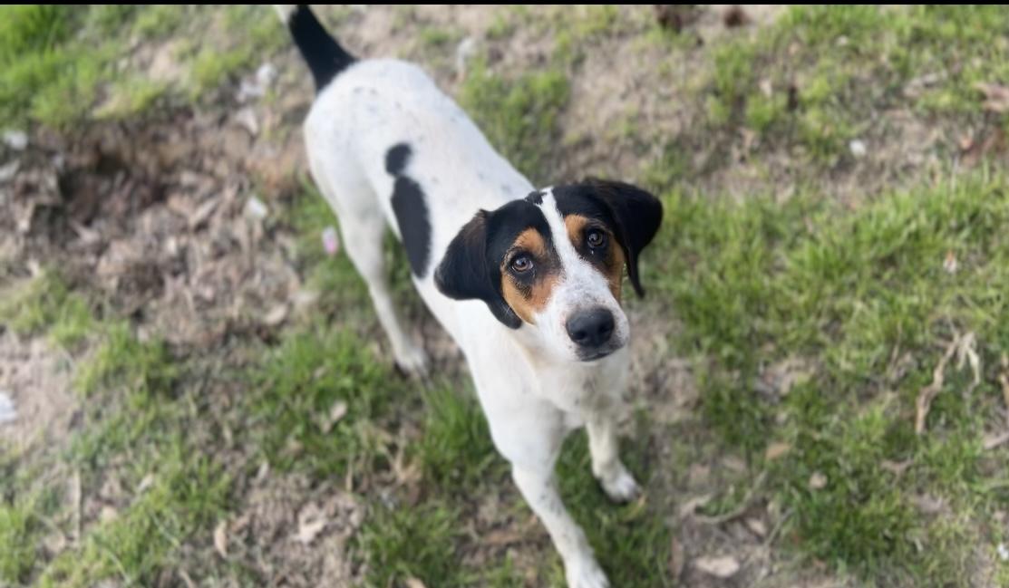 Dog for adoption - Fern, a Treeing Walker Coonhound in Enfield , CT ...