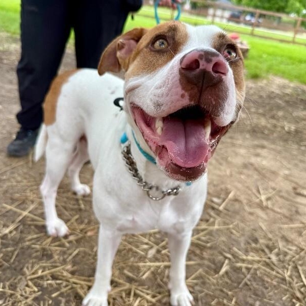 Dog for adoption - Lady Bug Loves You and Your Pup Too, a Labrador ...