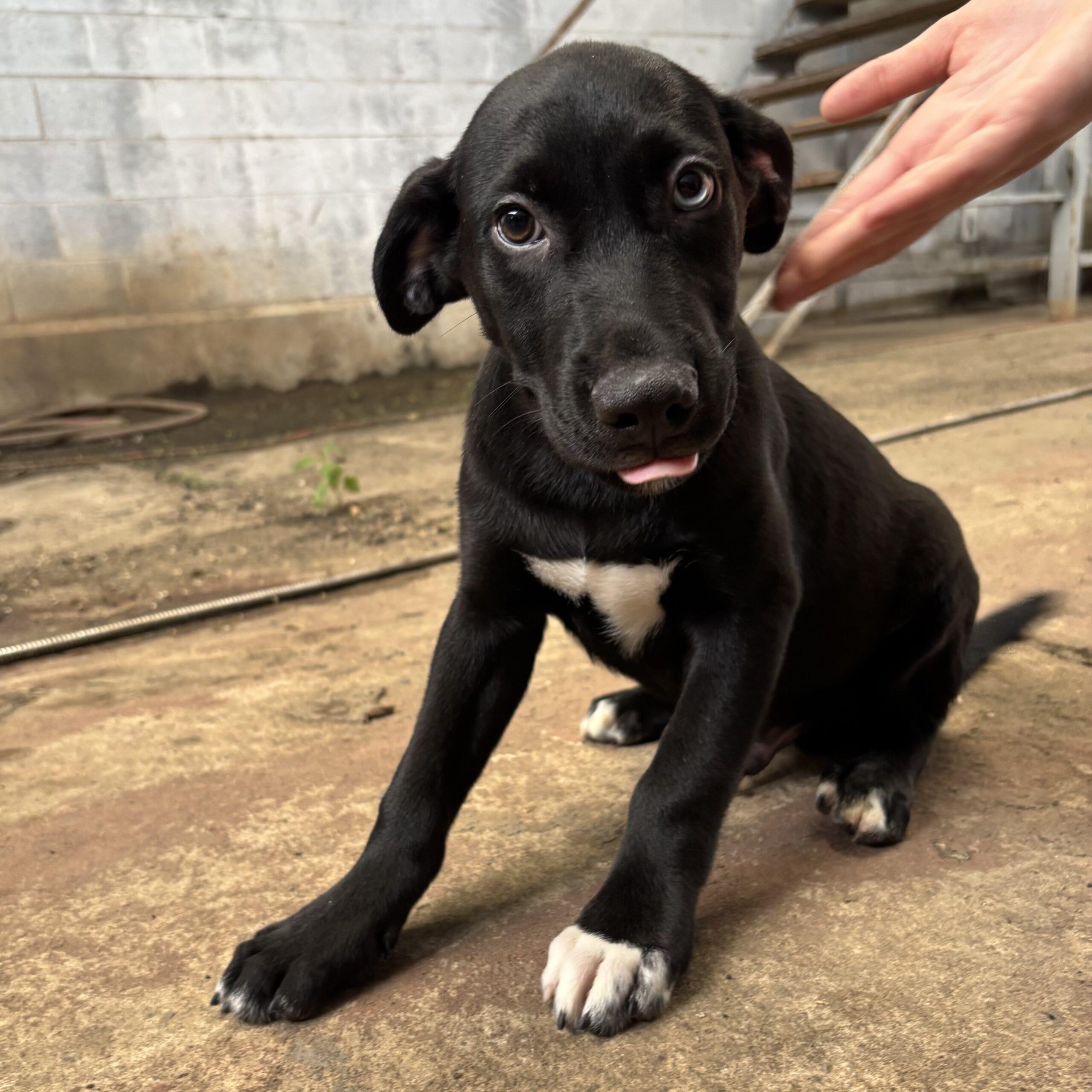 Dog for adoption - Syrup, a Husky Mix in Providence, RI | Petfinder