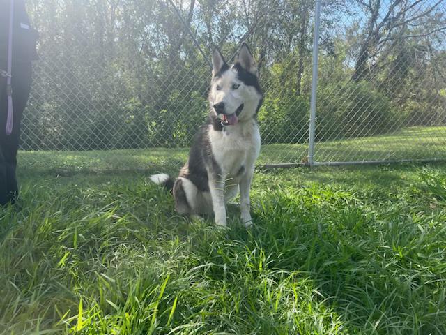 Dog for adoption - Appa, a Siberian Husky in Arlington , WA | Petfinder