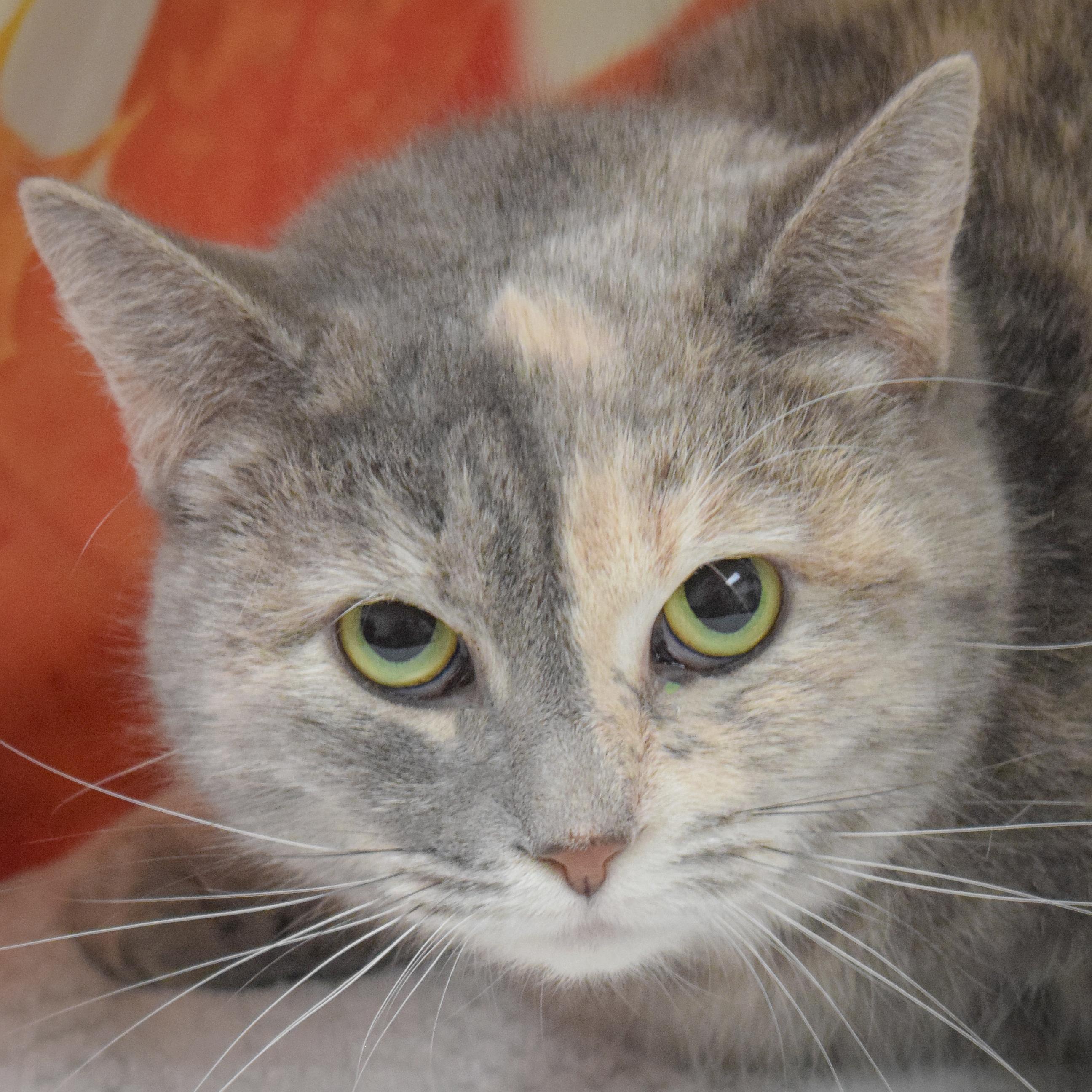 Cat for adoption - Julia, a Dilute Tortoiseshell & Domestic Short Hair ...