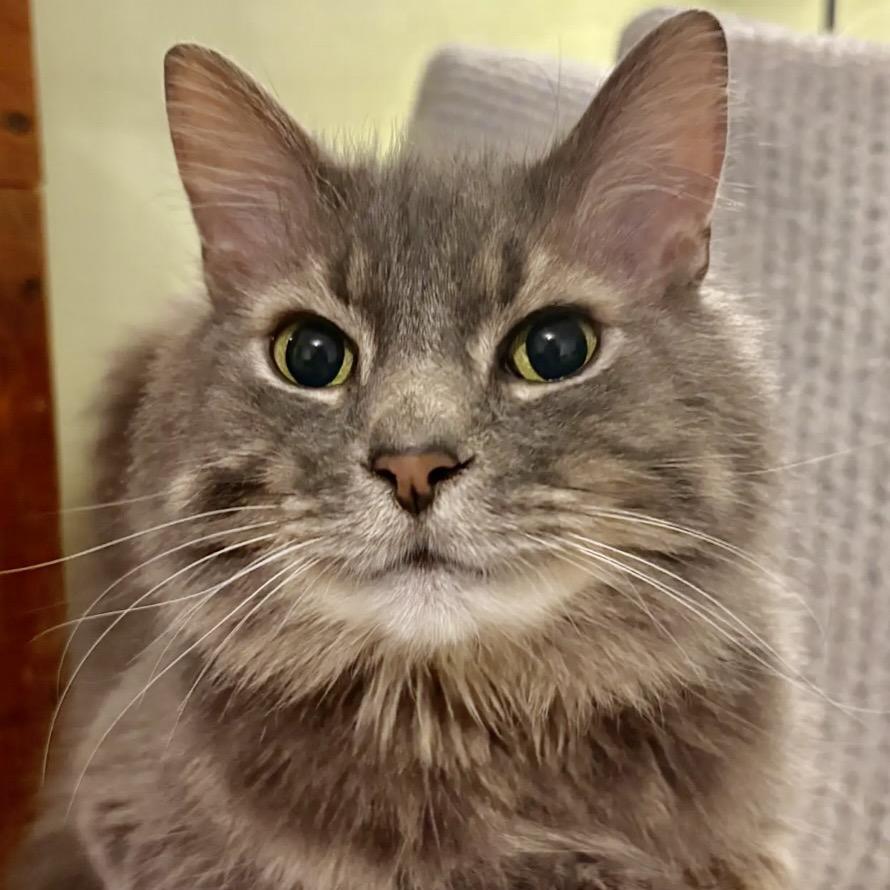 Cat for adoption - Prince Charming, a Domestic Medium Hair in Evanston ...