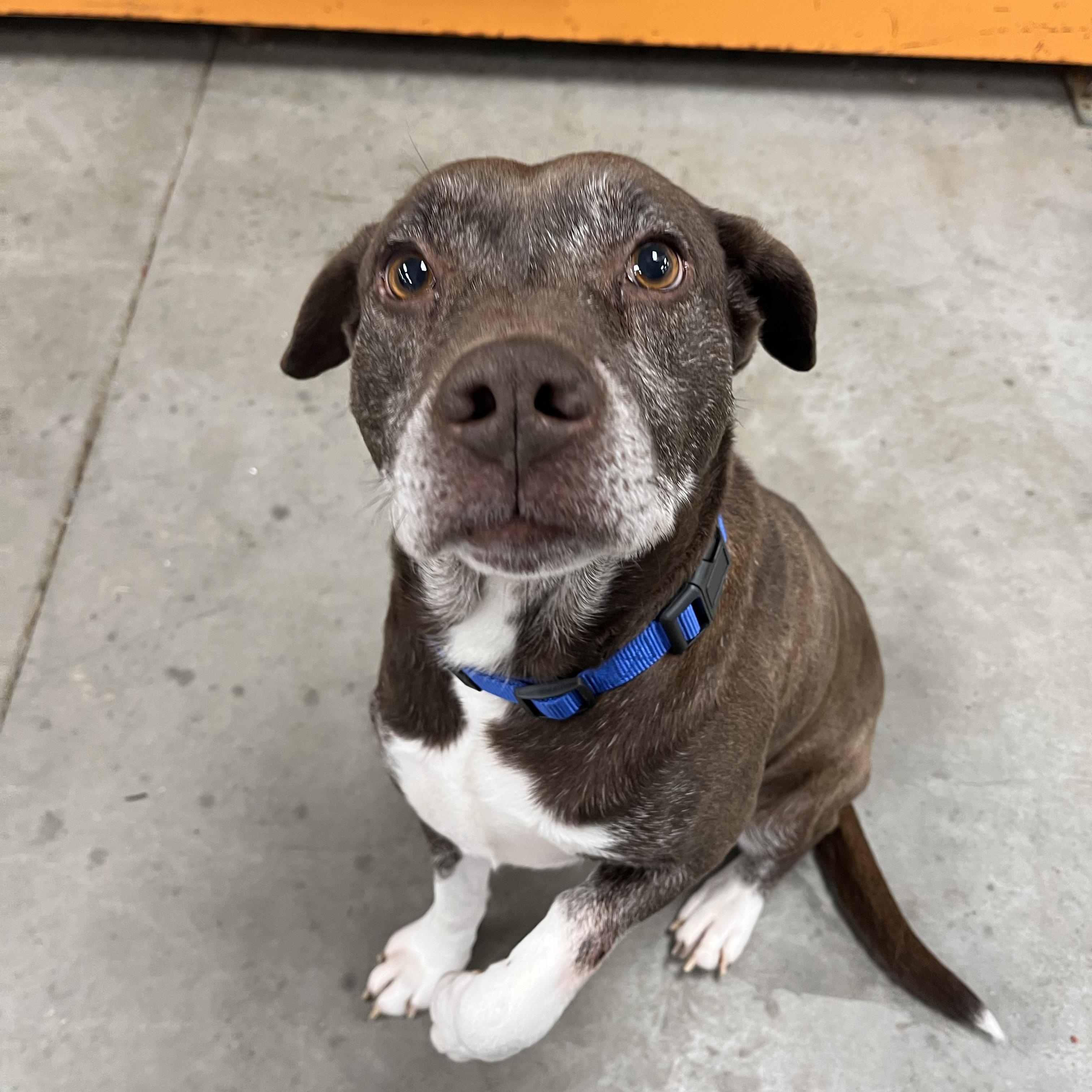 Dog for adoption - Stewie, a Chocolate Labrador Retriever Mix in Monroe ...