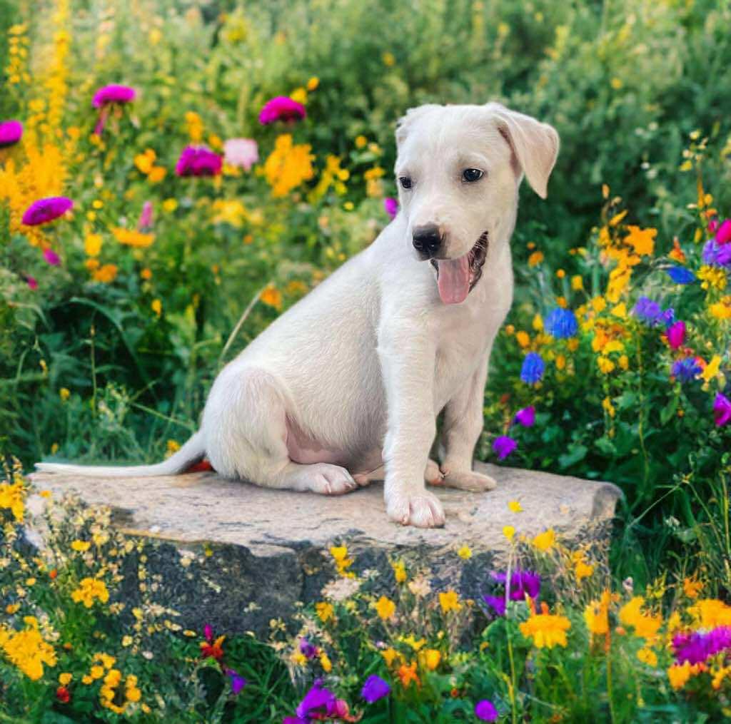 Dog for adoption - Tokyo, a Labrador Retriever & Pit Bull Terrier Mix ...