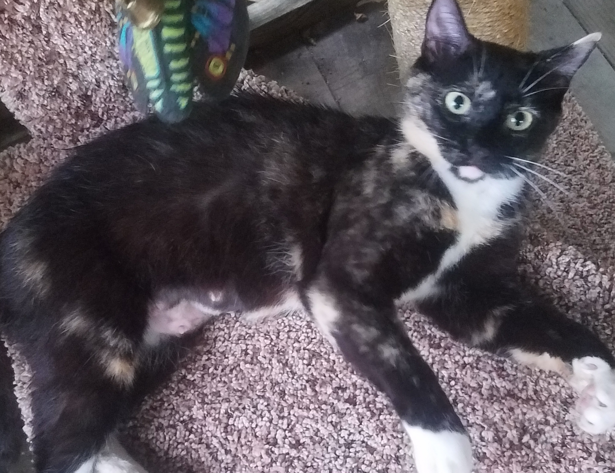 Cat for adoption - Maddie Mae aka Momma Kee Kee, a Domestic Short Hair ...