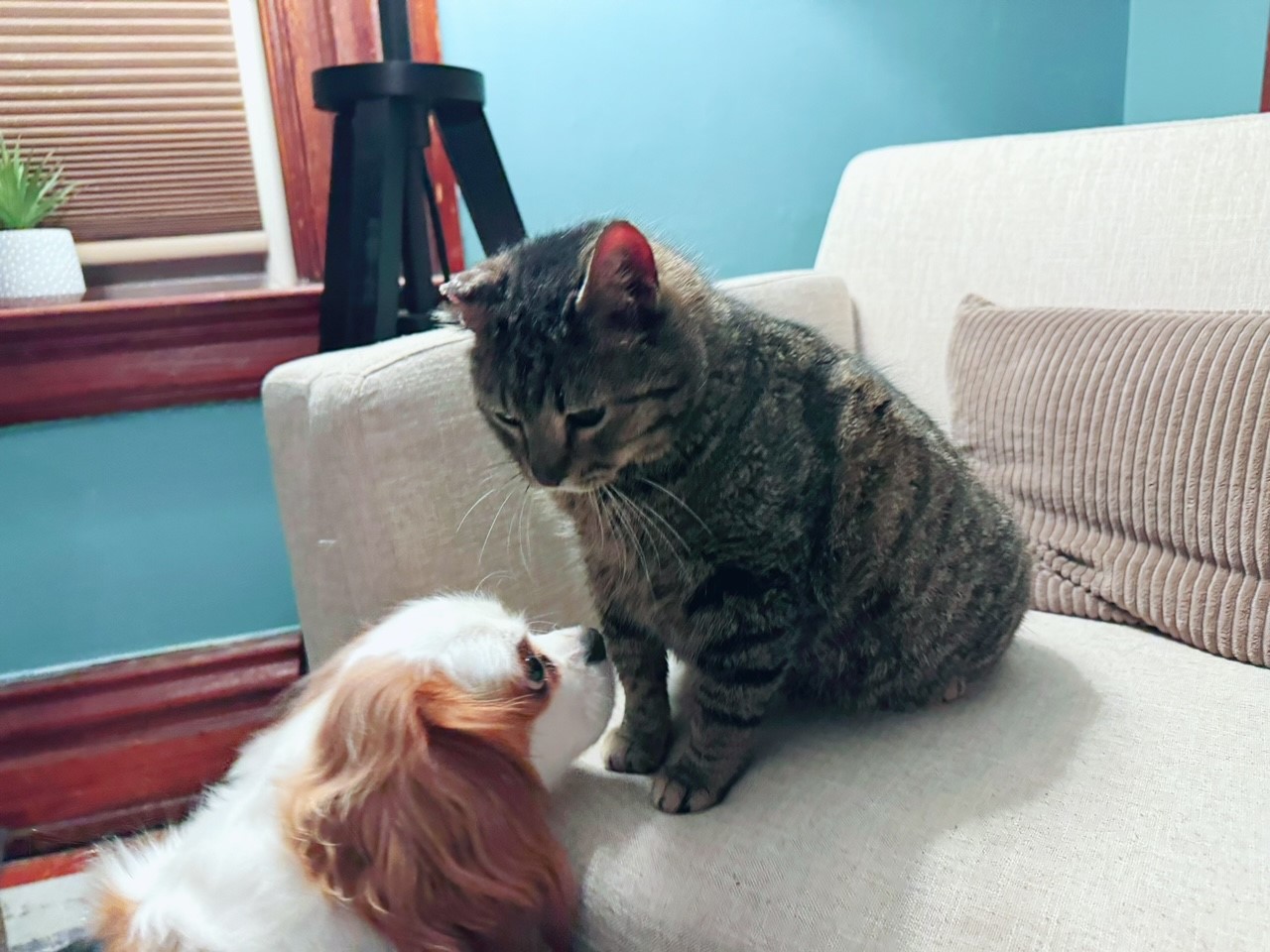 Hart Animal Rescue - Available Animals