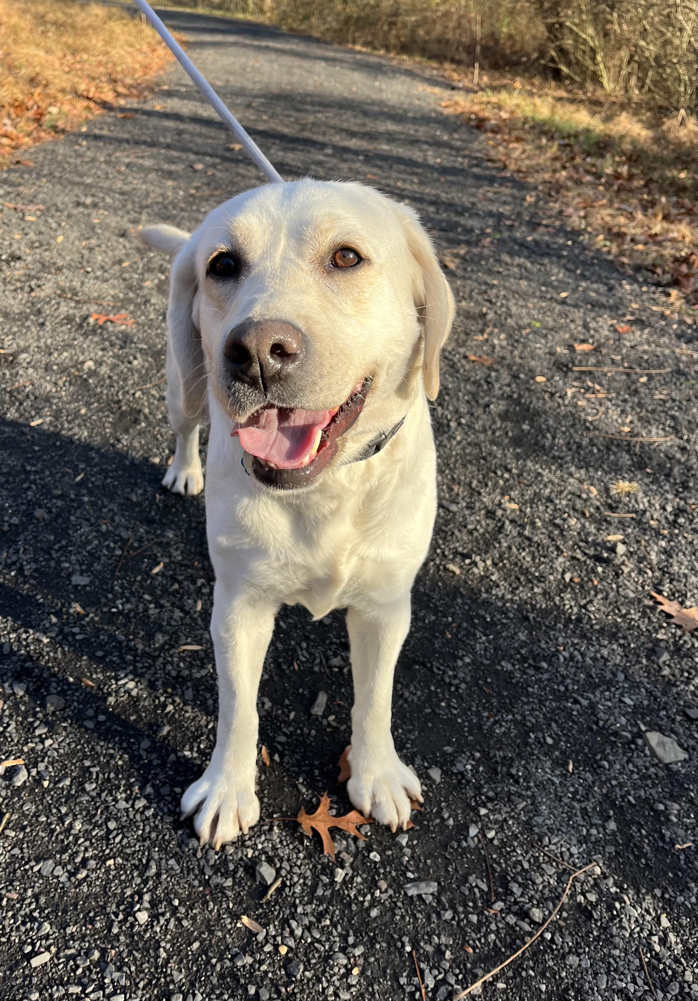 Dog Adoption Pending - Jenna 5 Yo Yellow Lab Pb an Yellow Labrador ...