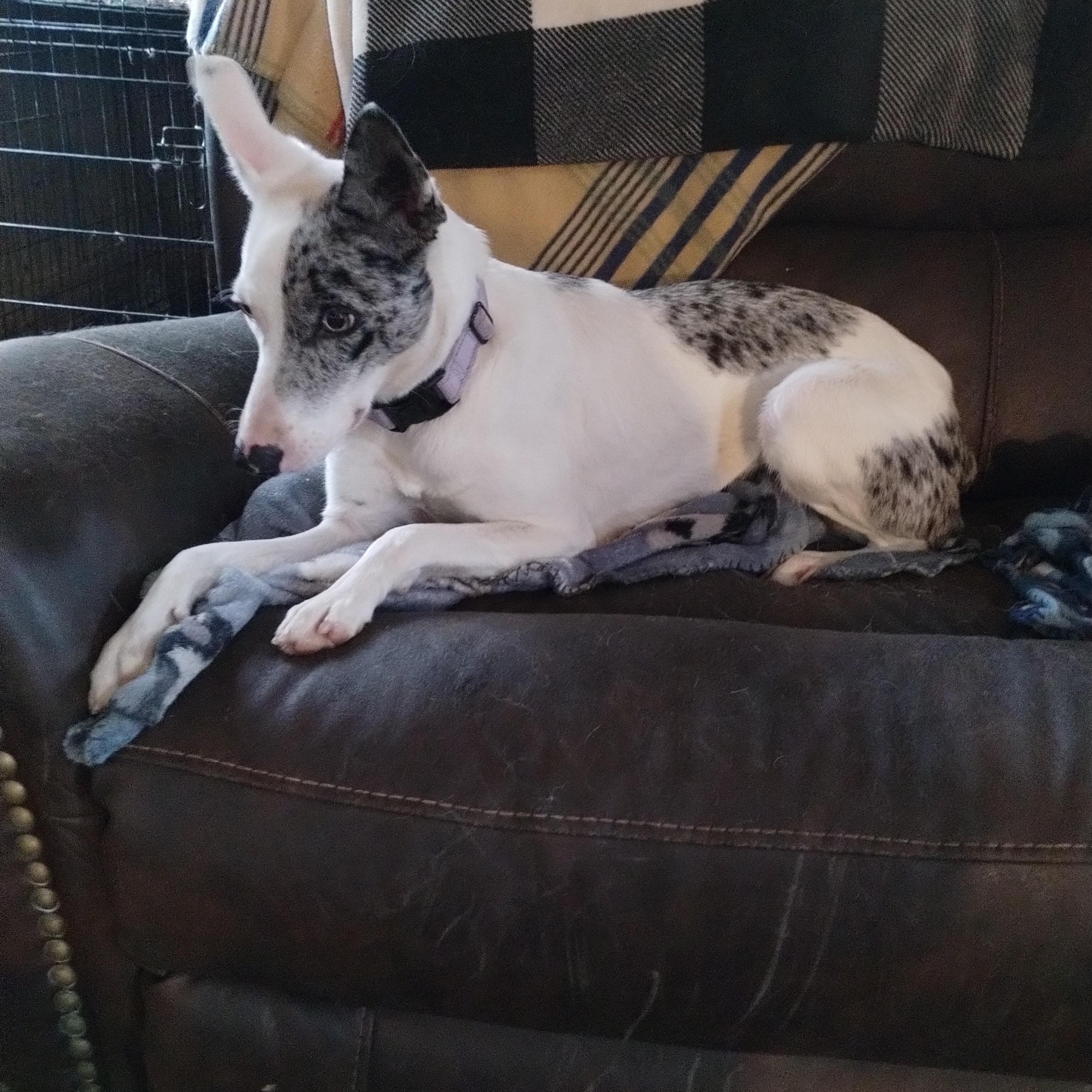 Dog for adoption - Alita, a Whippet & Australian Cattle Dog / Blue ...