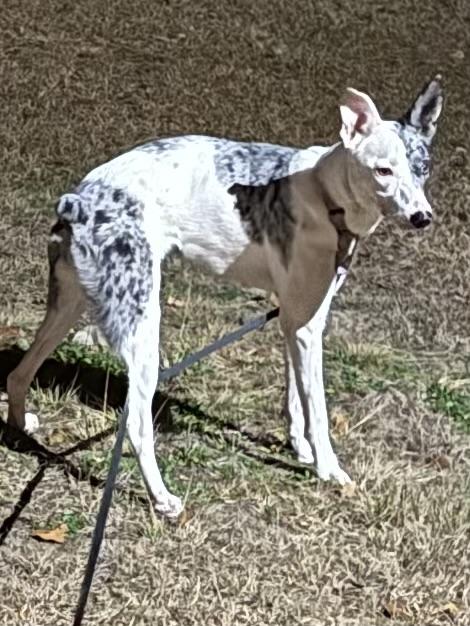 Dog for adoption - Alita, a Whippet & Australian Cattle Dog / Blue ...