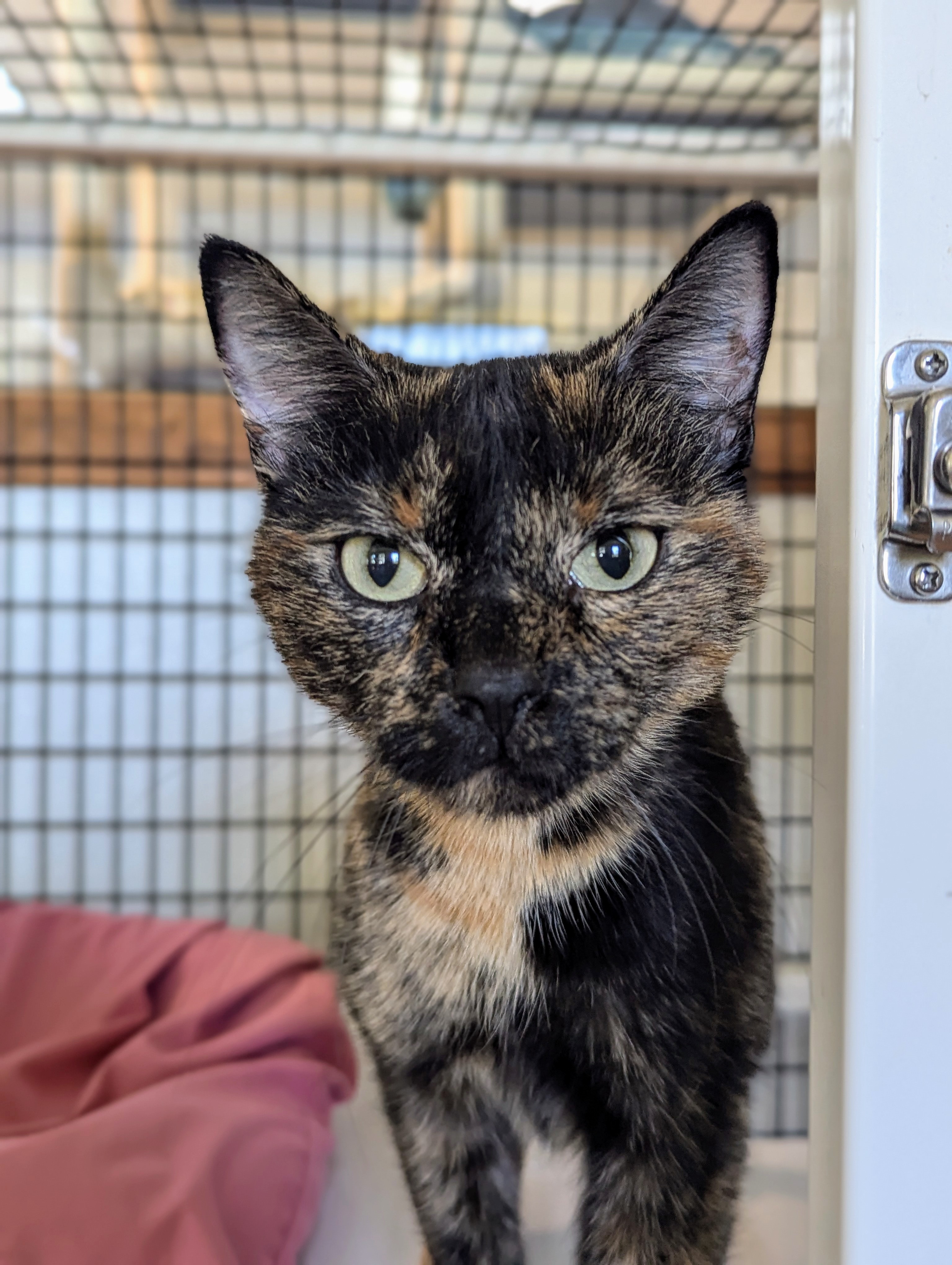 Cat for adoption - Venice, a Domestic Short Hair in Decatur, IL | Petfinder