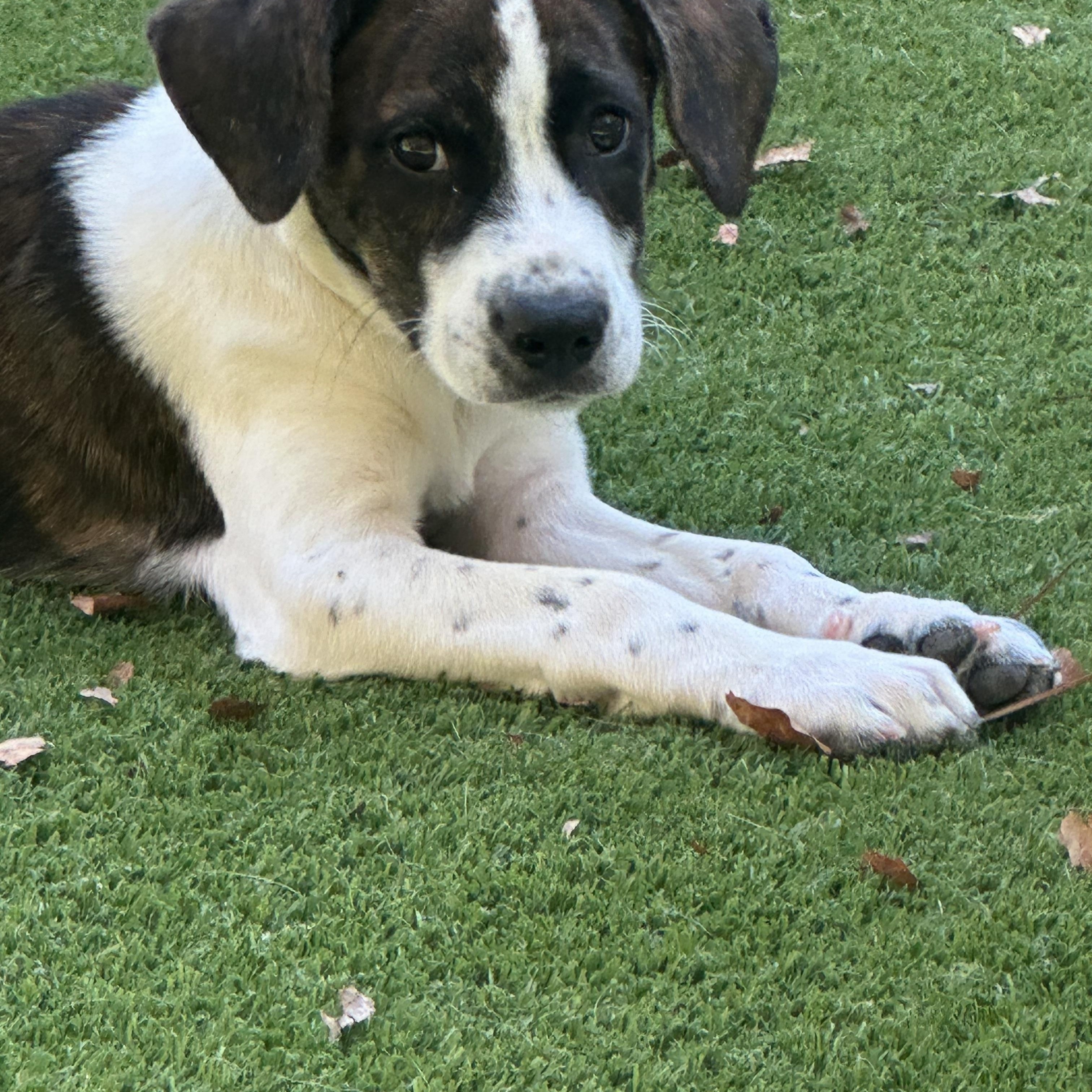 Dog for adoption - Billy Butcherson, a Hound & Pointer Mix in ...