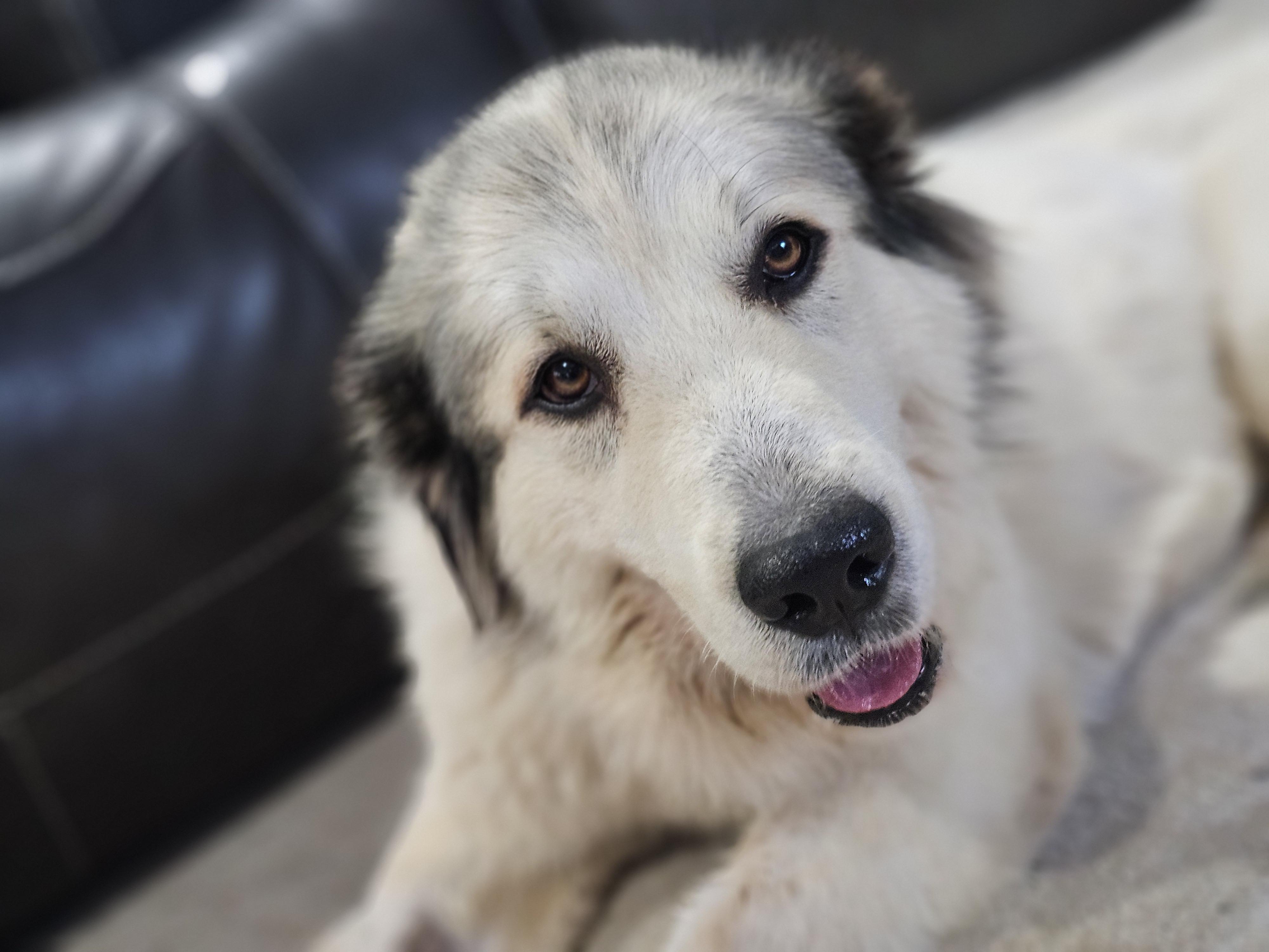 Dog for adoption - Danielle Springfield, a Great Pyrenees in ...