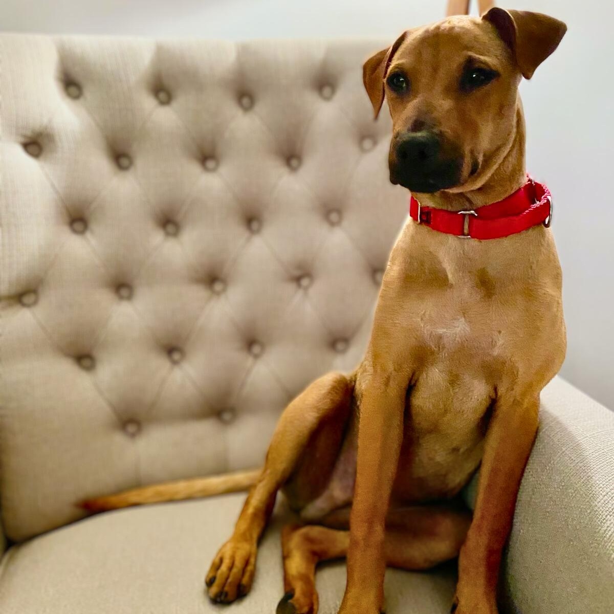 Dog for adoption - Slim Jim, a Labrador Retriever Mix in Annapolis, MD ...