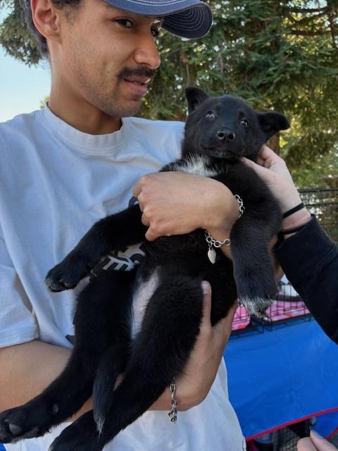 Dog for adoption - Nala, a Shepherd Mix in Santa Cruz, CA | Petfinder