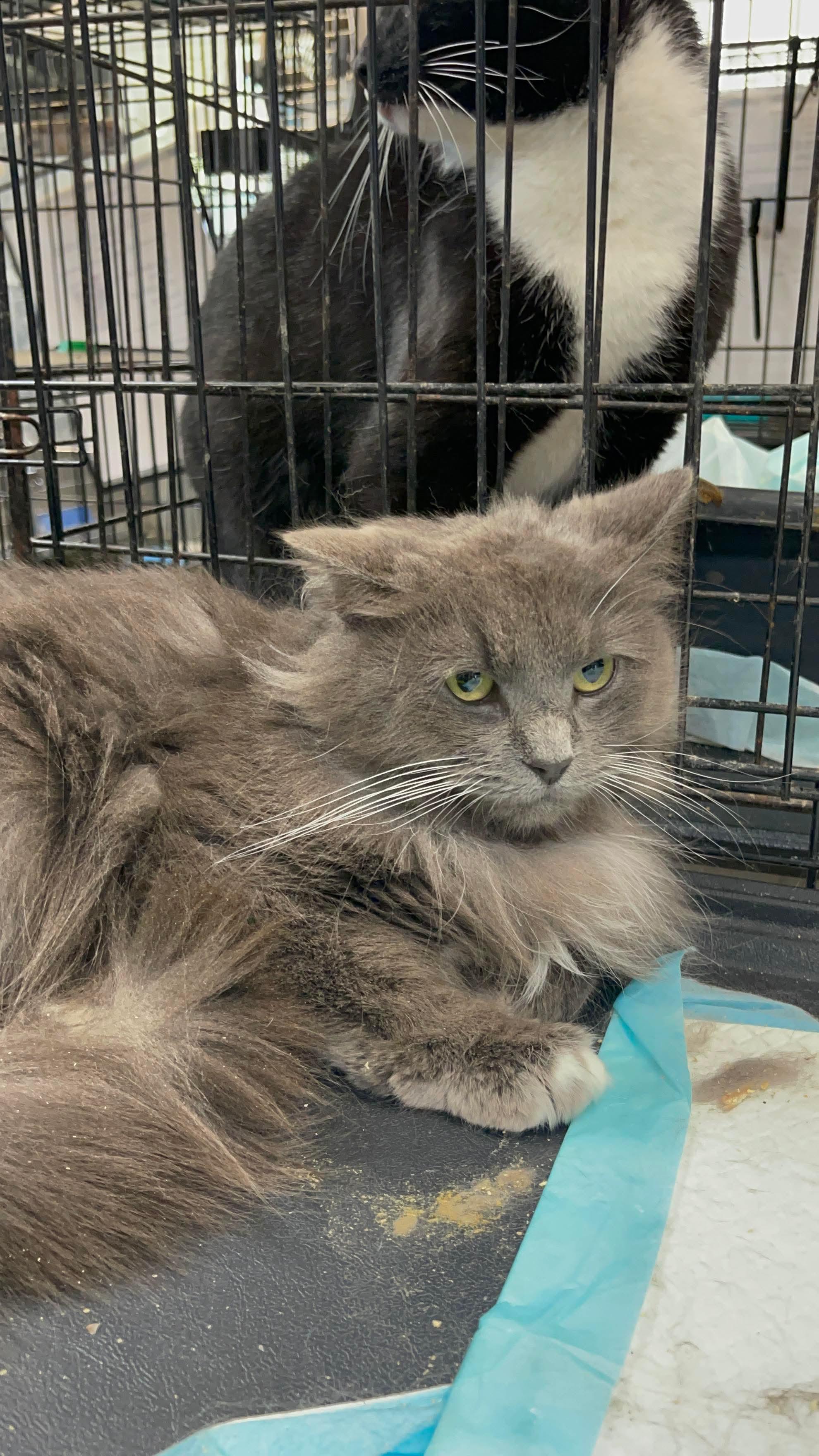 Cat for adoption - Clover, a Domestic Long Hair in Frederick , MD ...