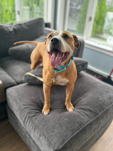 Dog for adoption - Winnie Mae, a Pit Bull Terrier in Acushnet, MA ...