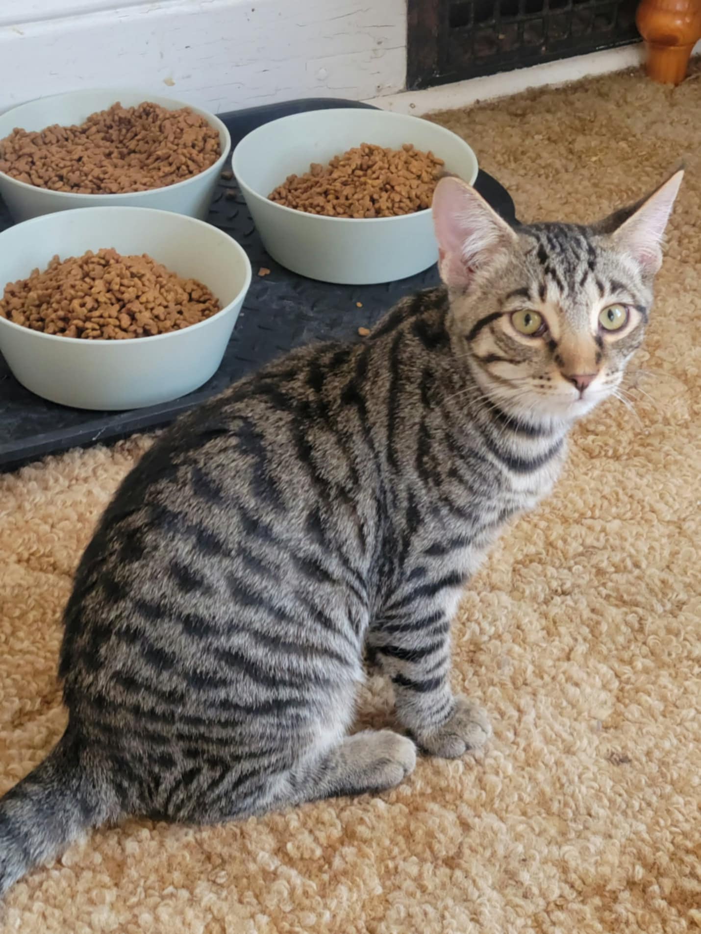 Cat for adoption - Clubber, a Domestic Short Hair in West newton, PA ...