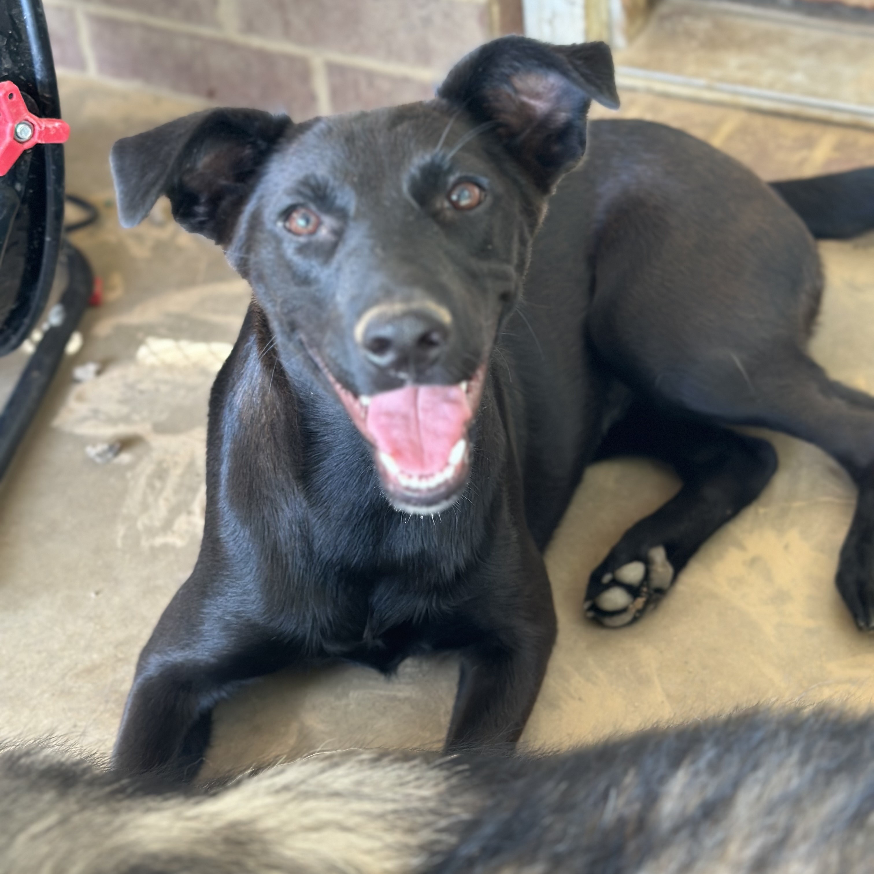 Dog for adoption - Sunshine, a Black Labrador Retriever Mix in Oglesby ...