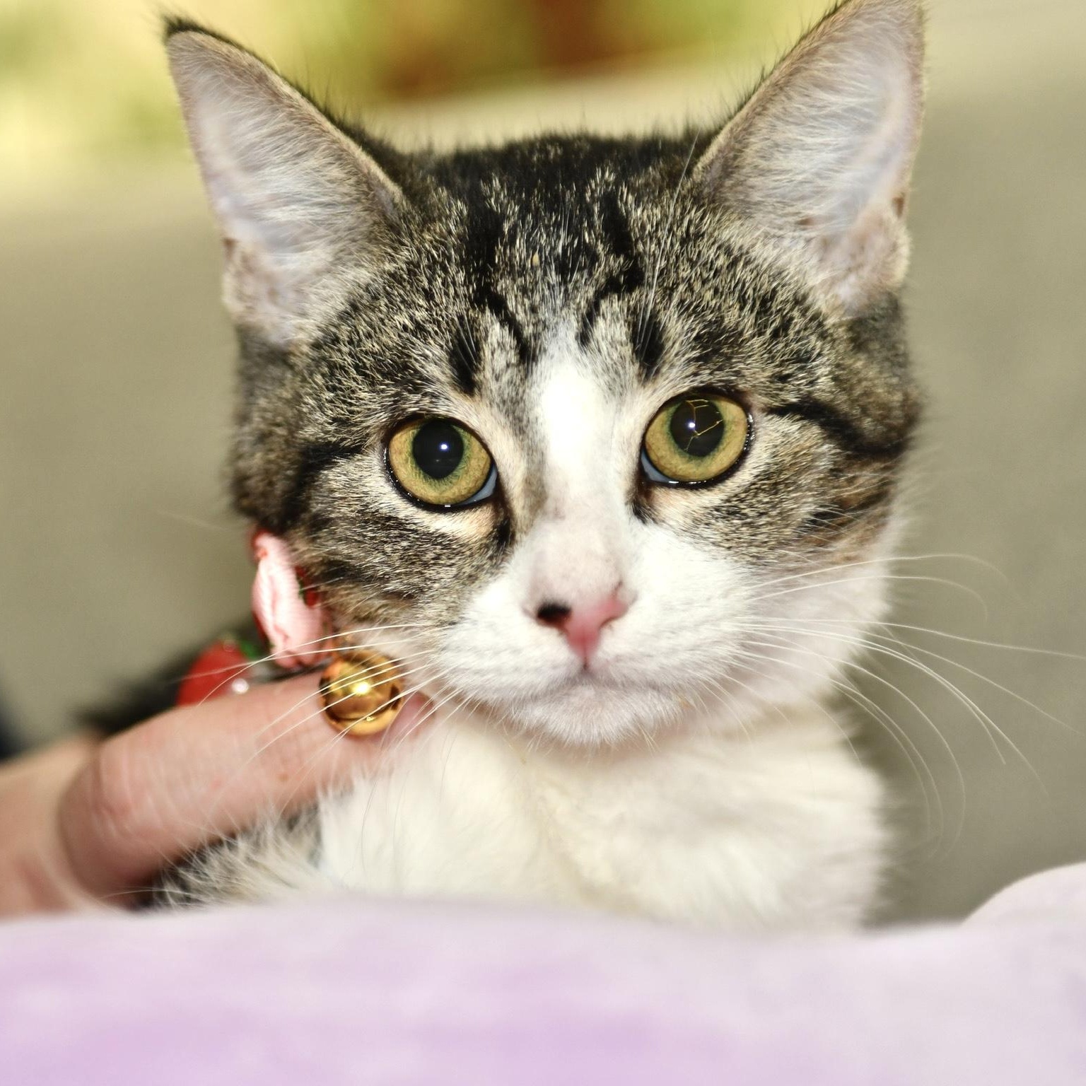 Cat for adoption - Bacon, a Domestic Medium Hair in Houston, TX | Petfinder