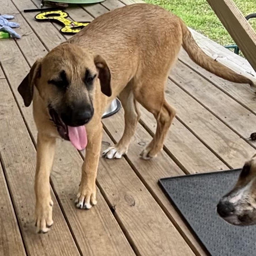 Dog for adoption - Margo – Happy, Friendly, & Affectionate!!!, a Black Mouth Cur & Shepherd Mix ...