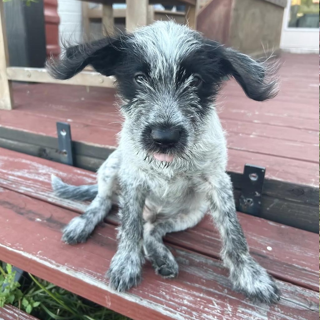 Dog for adoption - Torin, a Wirehaired Terrier Mix in Tacoma, WA ...