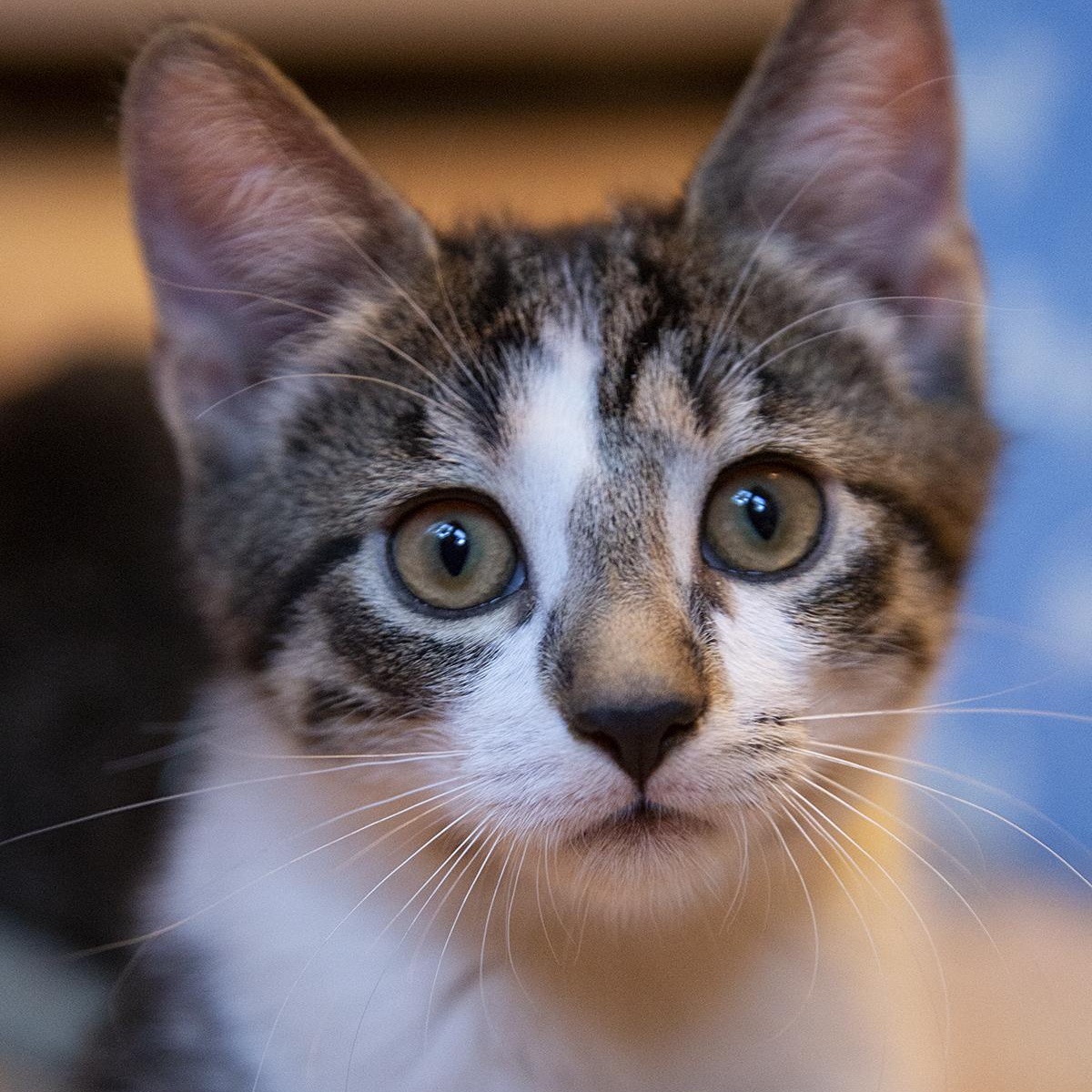 Cat for adoption - Betty Spaghetti (& Jimmy Dugan), a Domestic Short ...