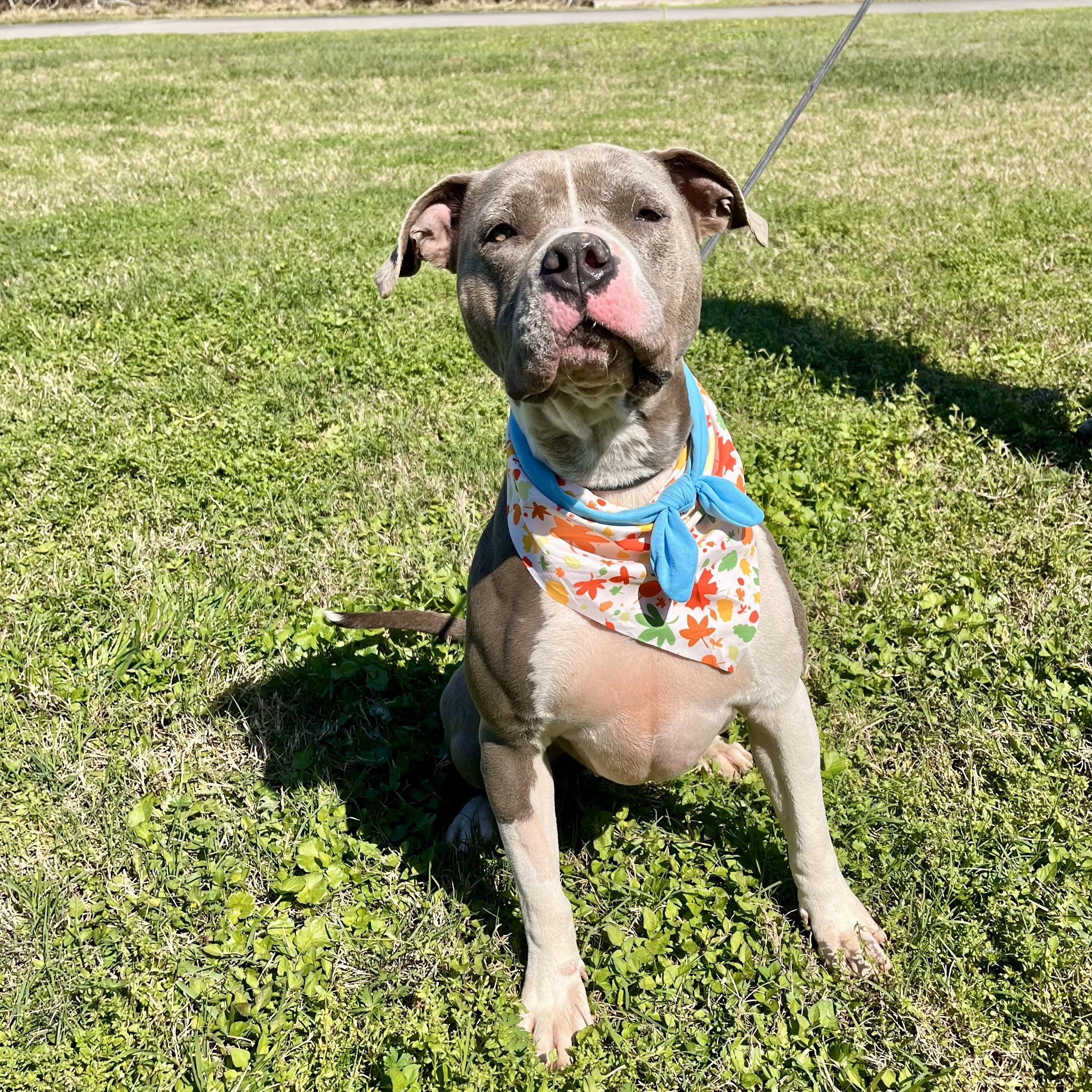 Dog for adoption - Rhea, an American Staffordshire Terrier Mix in ...