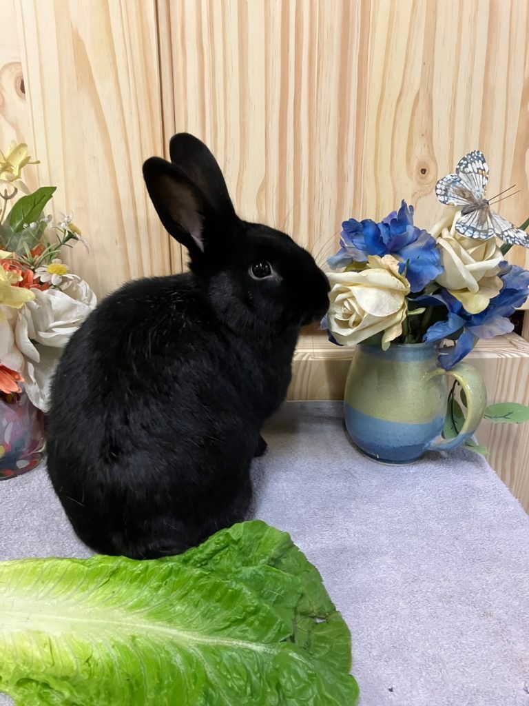 Rabbit for adoption - Snickers (Vancouver), a Bunny Rabbit Mix in Vancouver, BC | Petfinder
