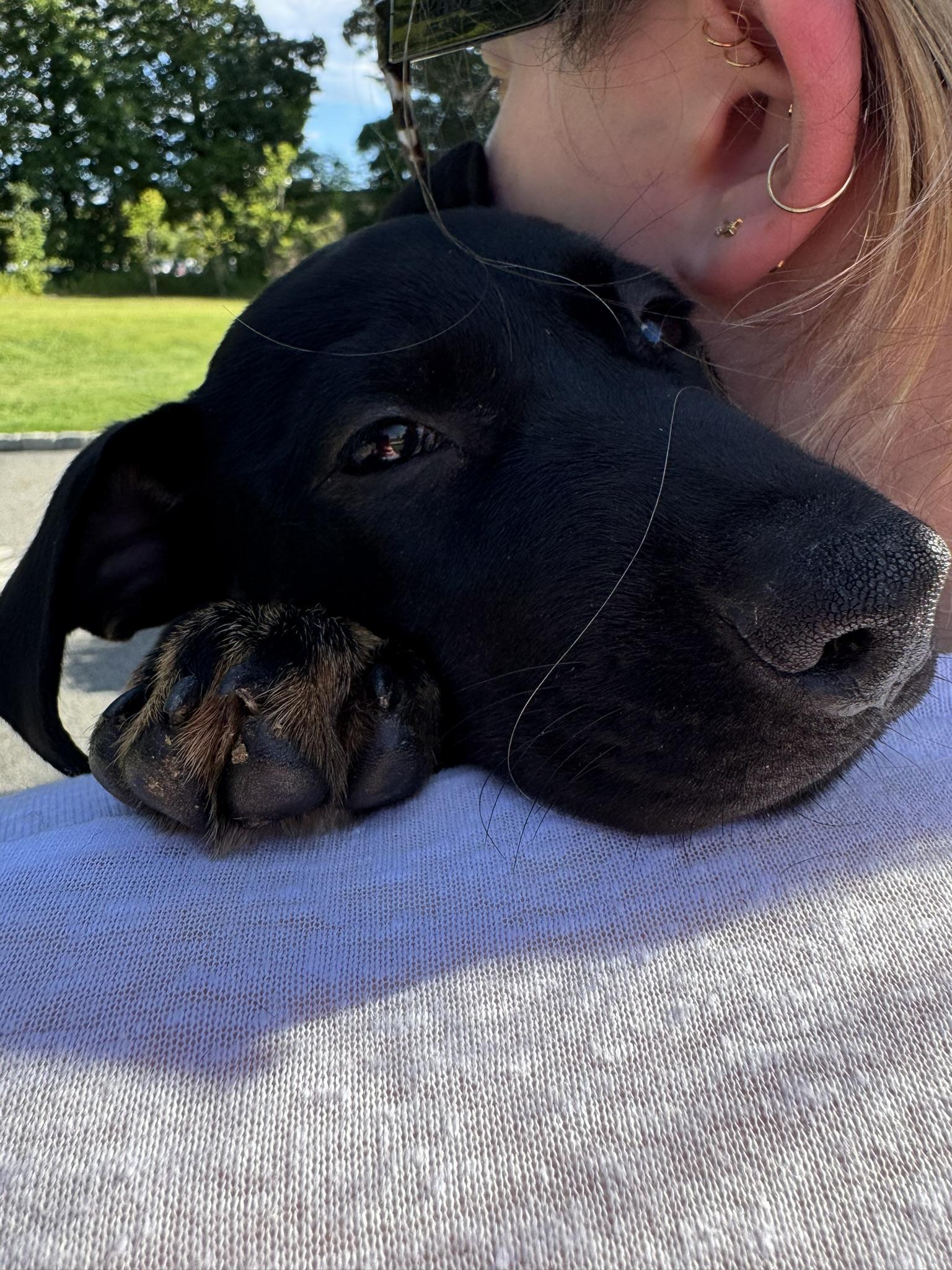 Dog for adoption - Java, a Labrador Retriever Mix in Danbury, CT ...