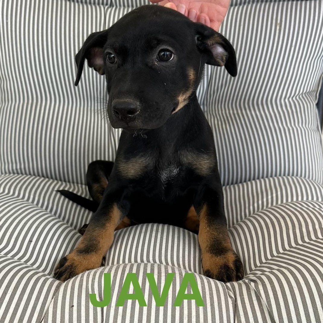 Dog for adoption - Java, a Labrador Retriever Mix in Danbury, CT ...