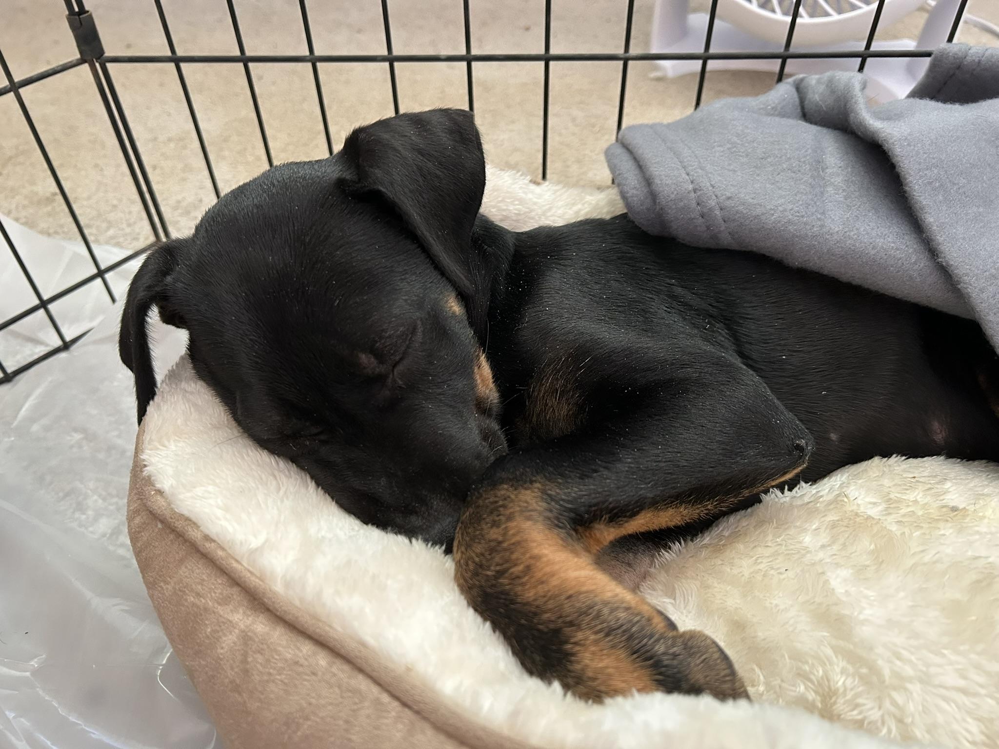 Dog for adoption - Java, a Labrador Retriever Mix in Danbury, CT ...