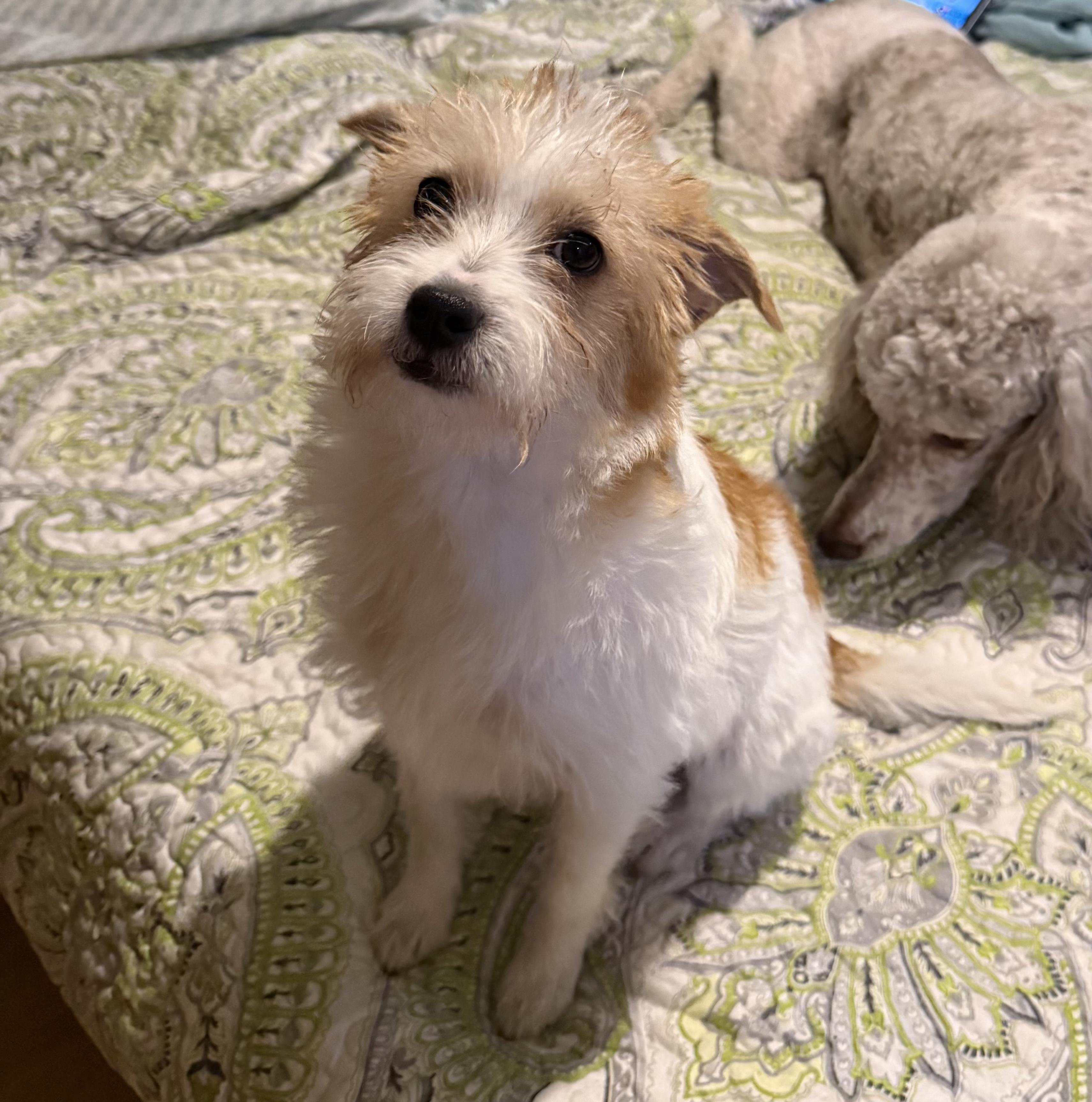 Sam - Adoptable Pet | Petfinder | Petfinder