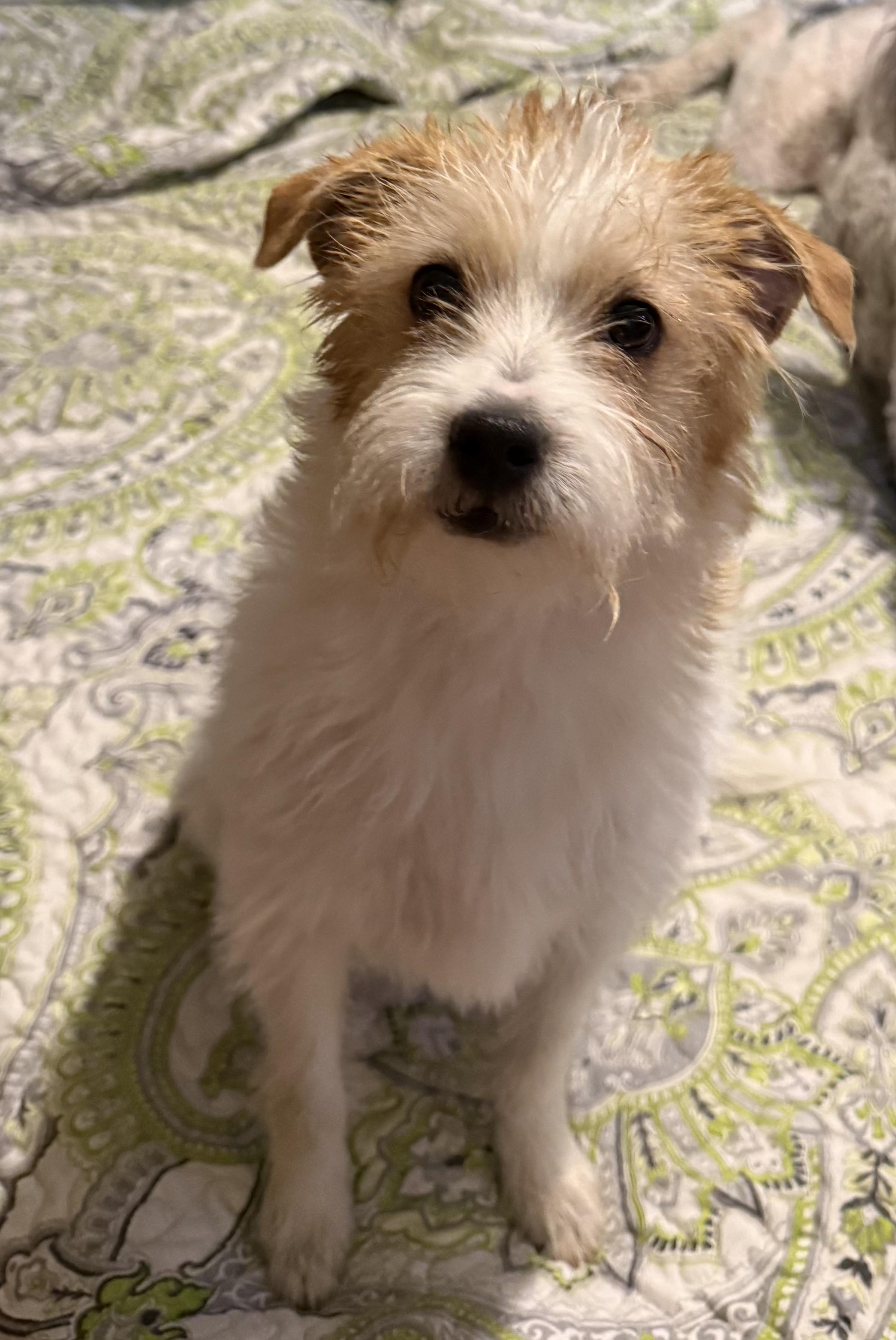 Sam - Adoptable Pet | Petfinder | Petfinder