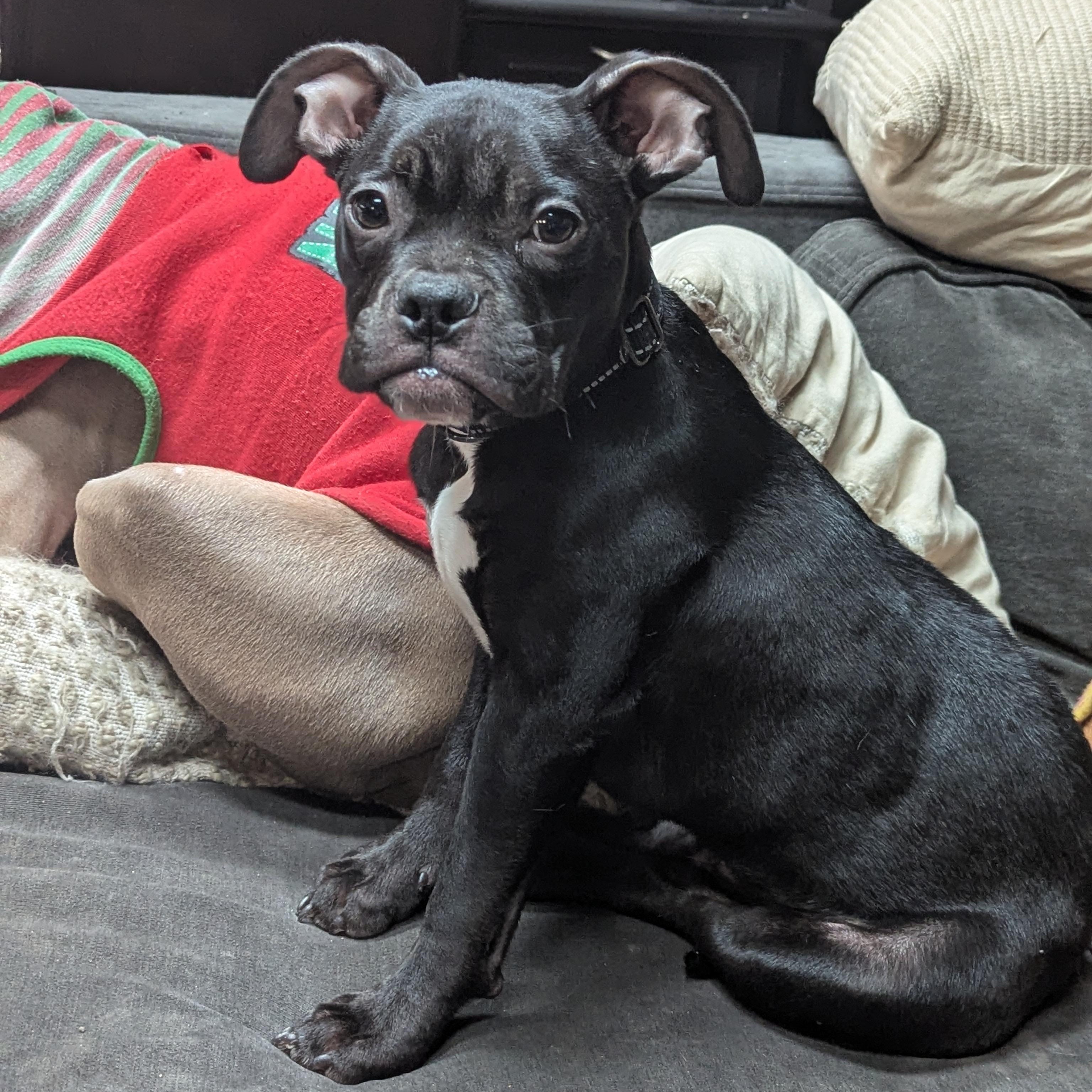 Dog for adoption - Pepe, a Pit Bull Terrier in Peotone, IL | Petfinder