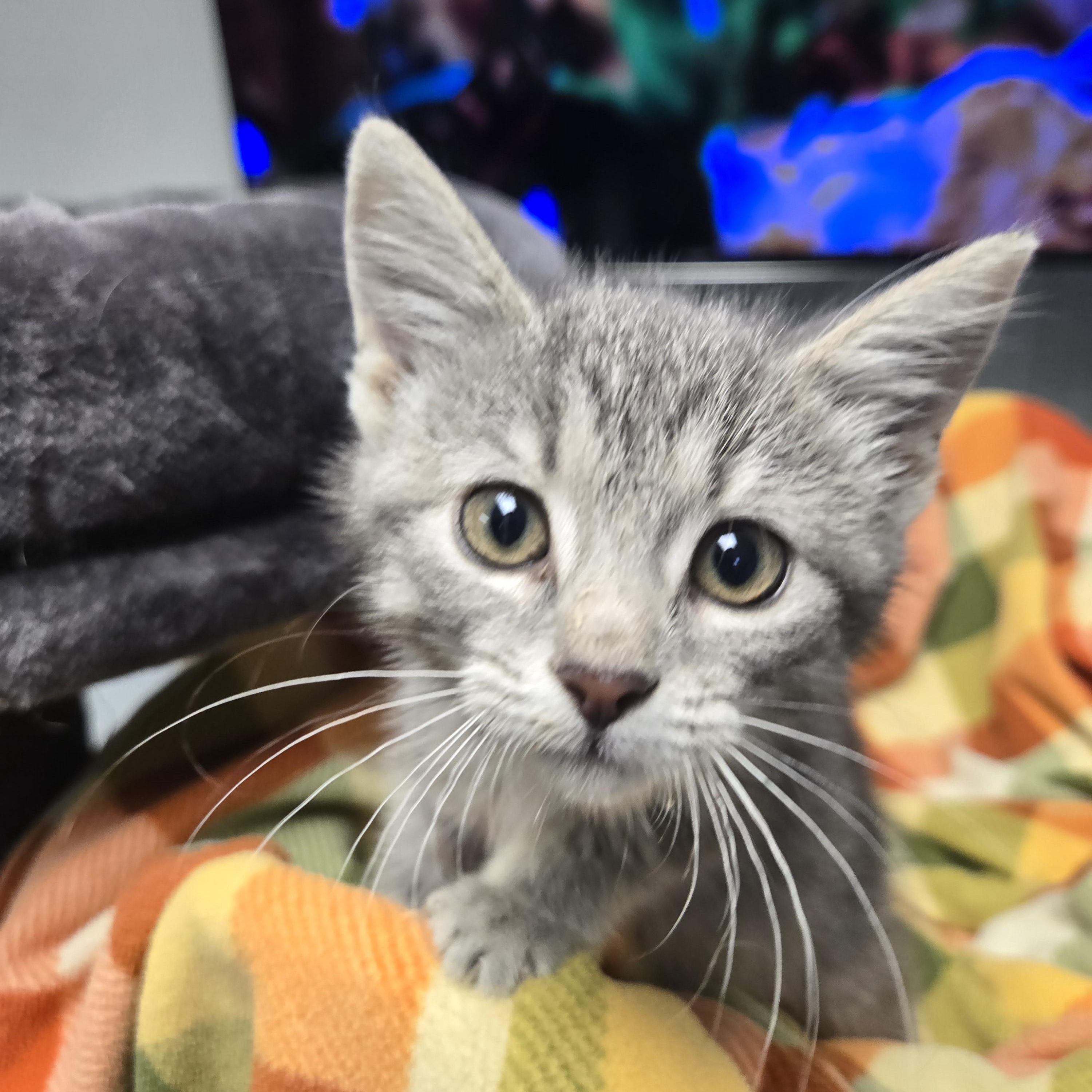 Cat for adoption - Ducky, a Domestic Short Hair in Xenia , OH | Petfinder