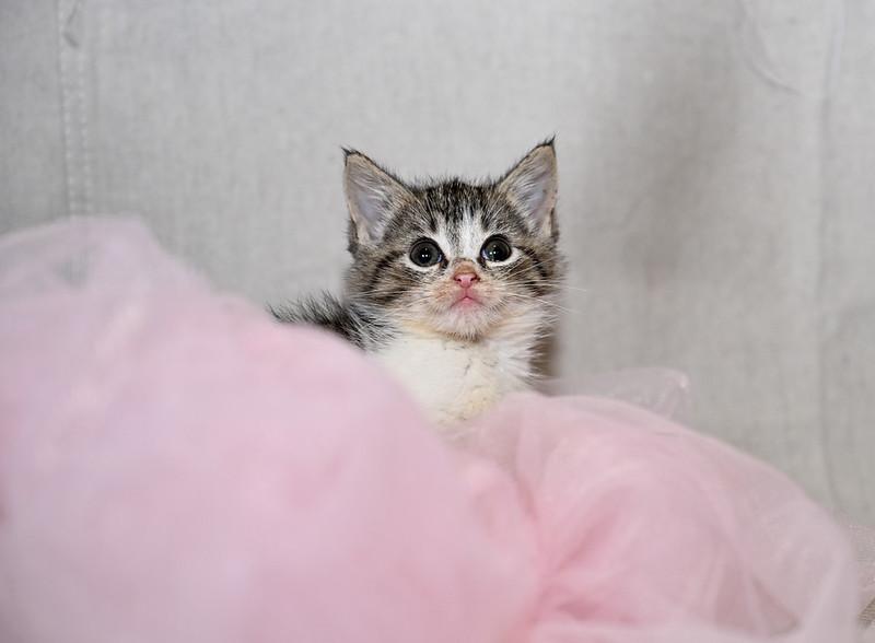 Cat for adoption - Tink, a Domestic Long Hair Mix in Marietta, GA ...