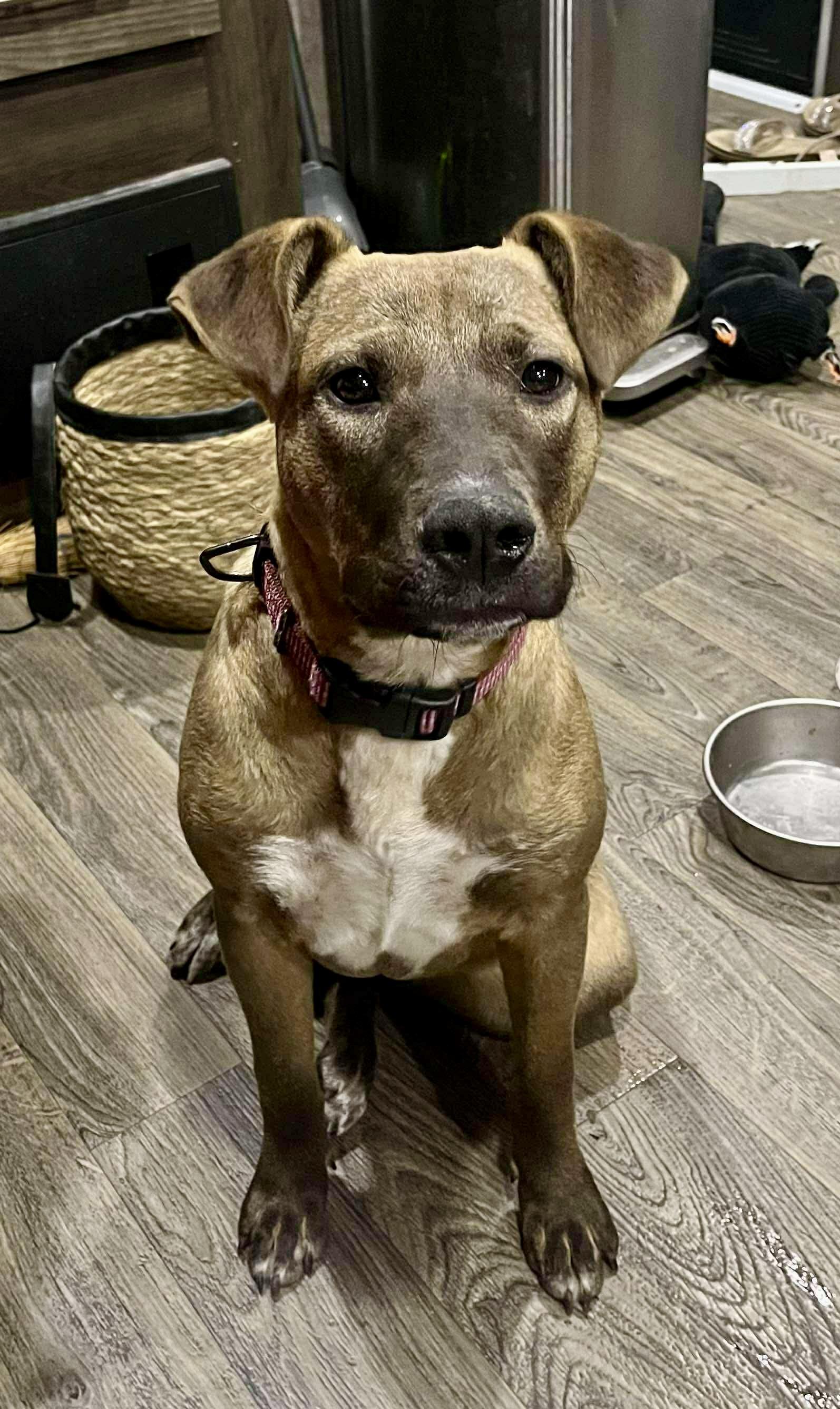 Dog for adoption - Gina, a Belgian Shepherd / Malinois Mix in Rochester, NY | Petfinder