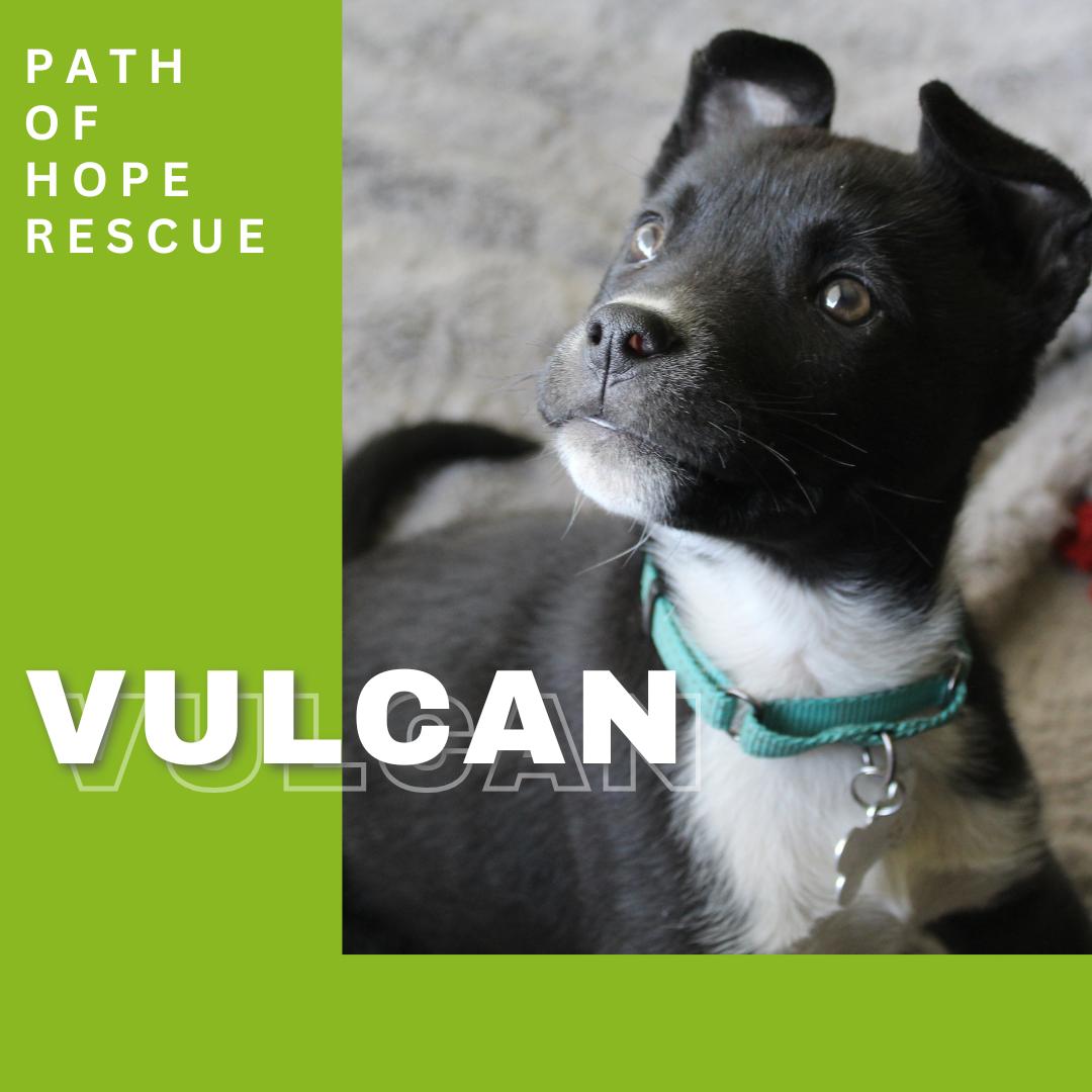 Dog for adoption - Vulcan, a Cattle Dog & Siberian Husky Mix in Bonners ...