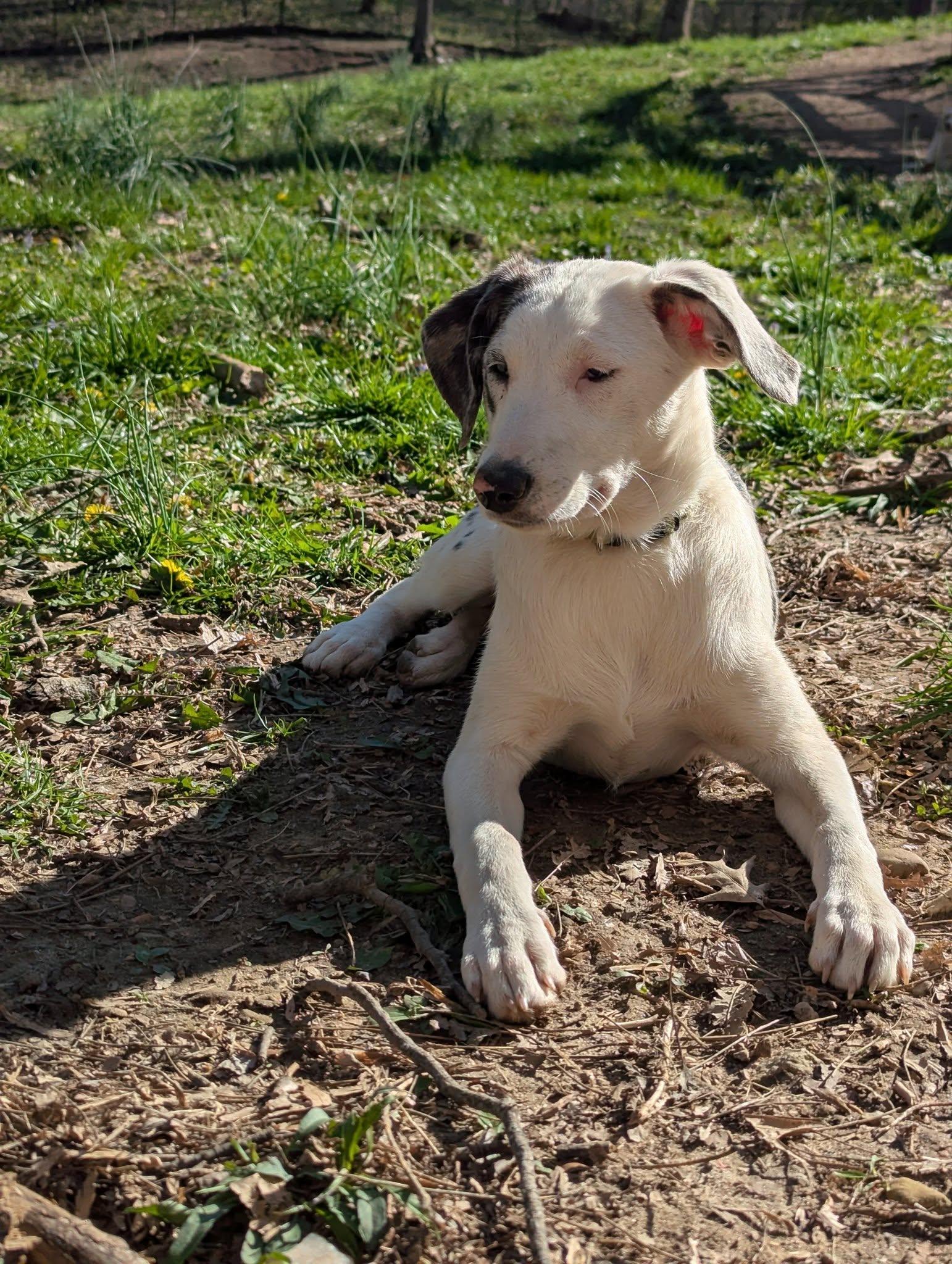 Dog for adoption - Rose, an Australian Shepherd Mix in Indianapolis, IN | Petfinder