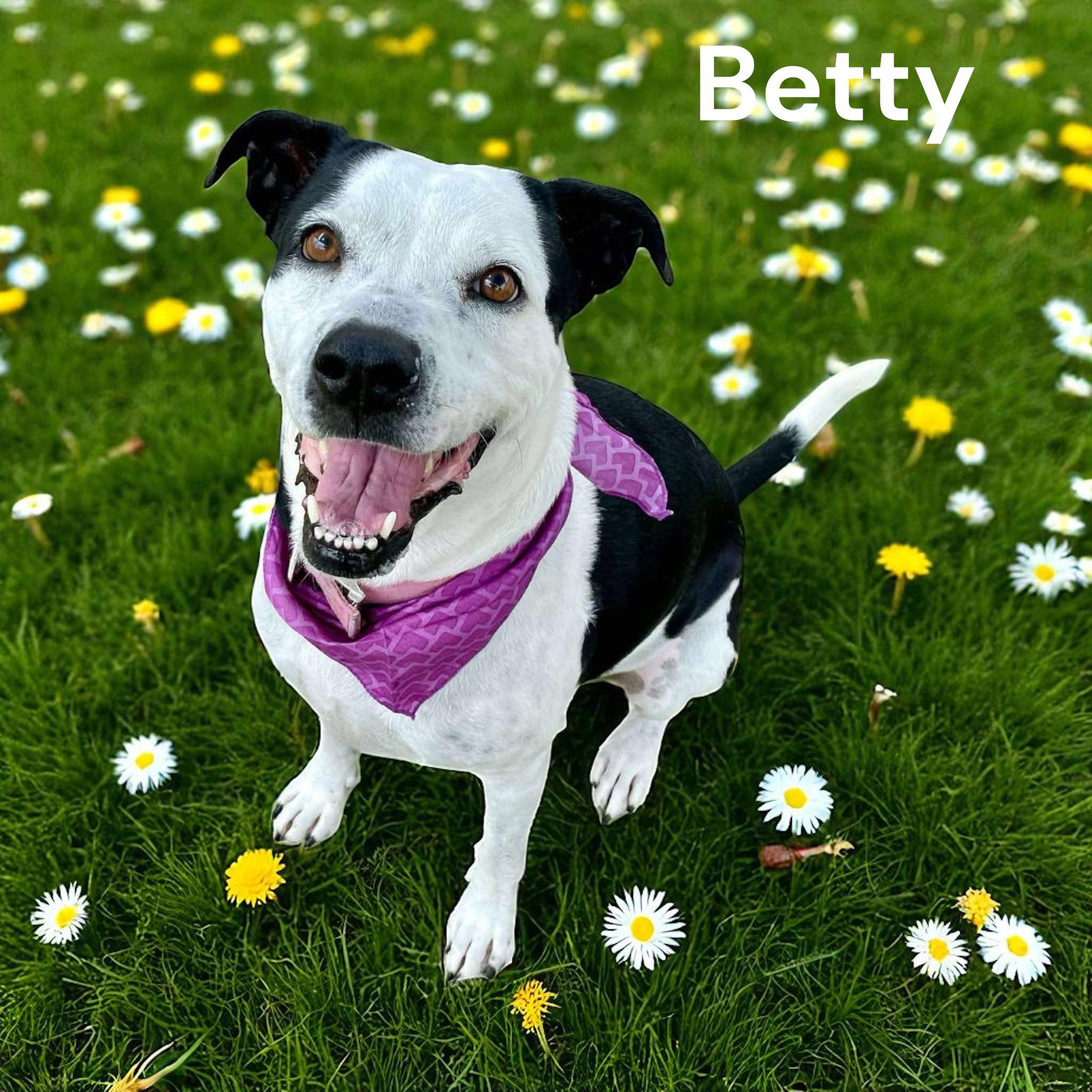 Dog for adoption - Betty, a Black Labrador Retriever & Boston Terrier ...